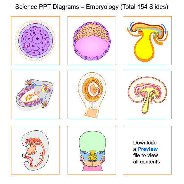 Science PPT Diagrams - Embryology (Total 154 Slides)