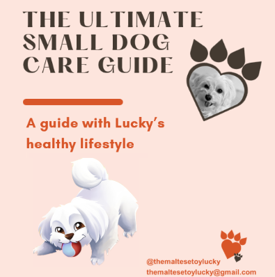 The Ultimate Small Dog Care Guide: Full Guide - Payhip
