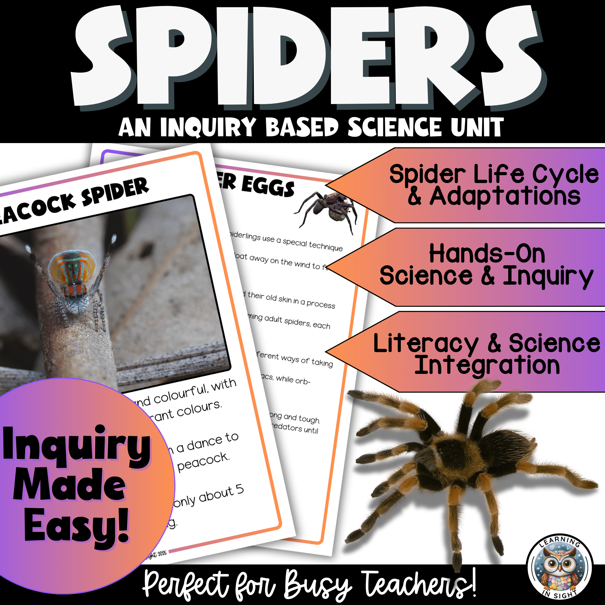 Creepy, Crawly & Curious! Spiders Inquiry Unit for K-2 - Payhip