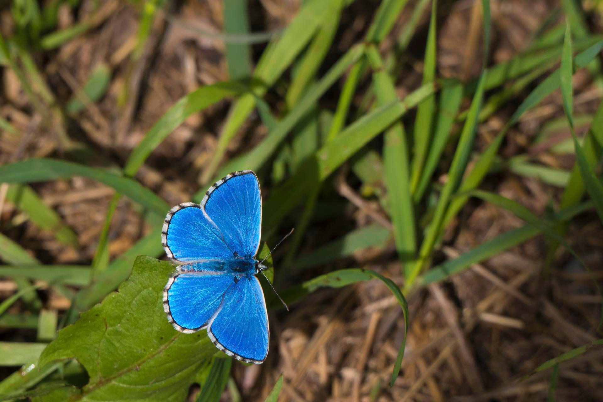 BLUE BUTTERFLY 20220821-224 - Payhip