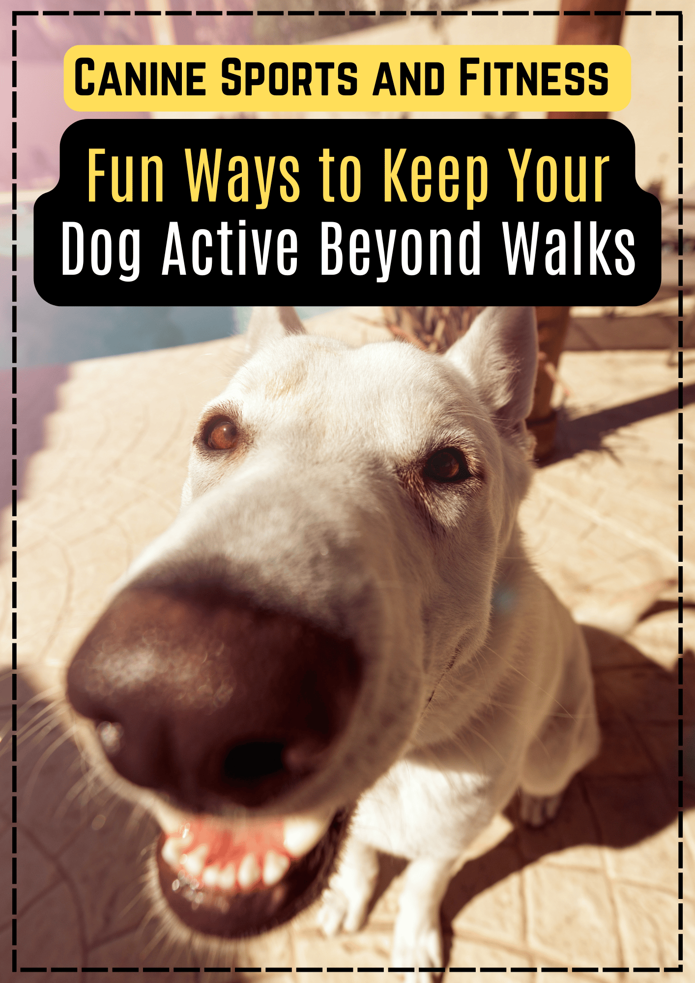 Canine Sports and Fitness – Fun Ways to Keep Your Dog Active Beyond ...