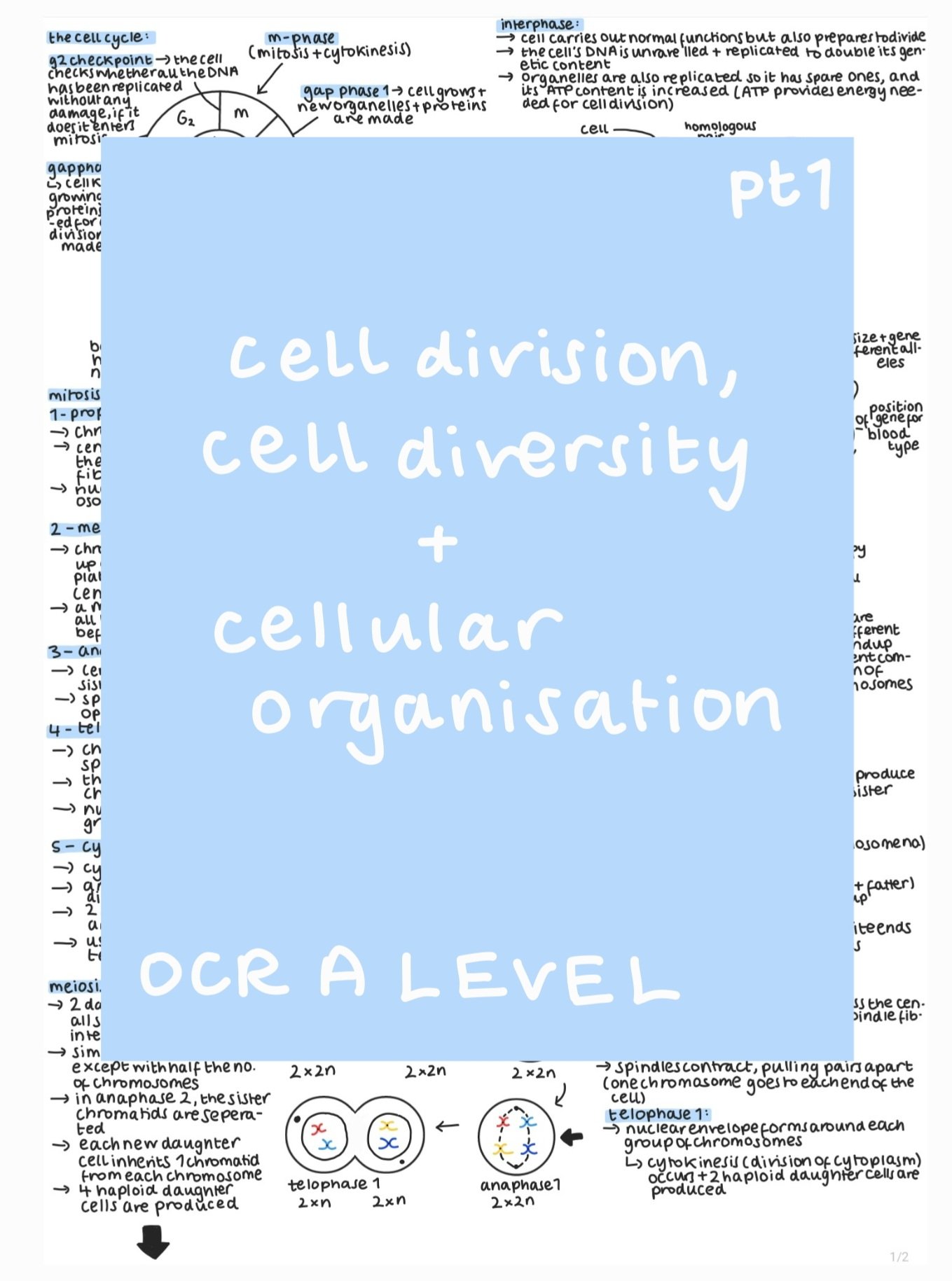 Cell Division, Cell Diversity and Organisation Summary Notes - Payhip
