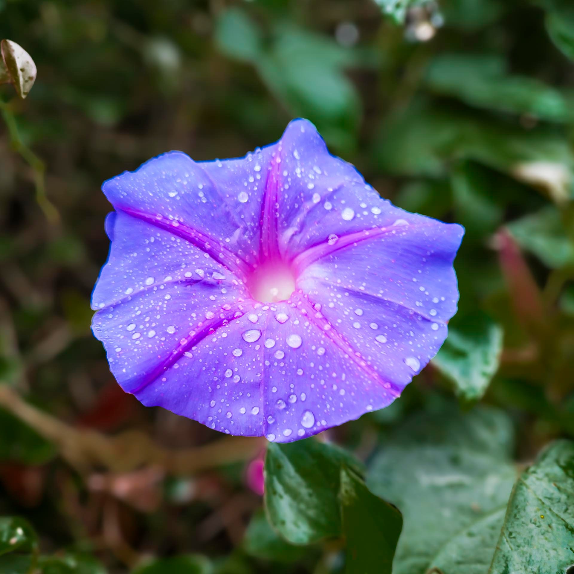 IPOMOEA HEDERACEA 20240527085423 - Payhip