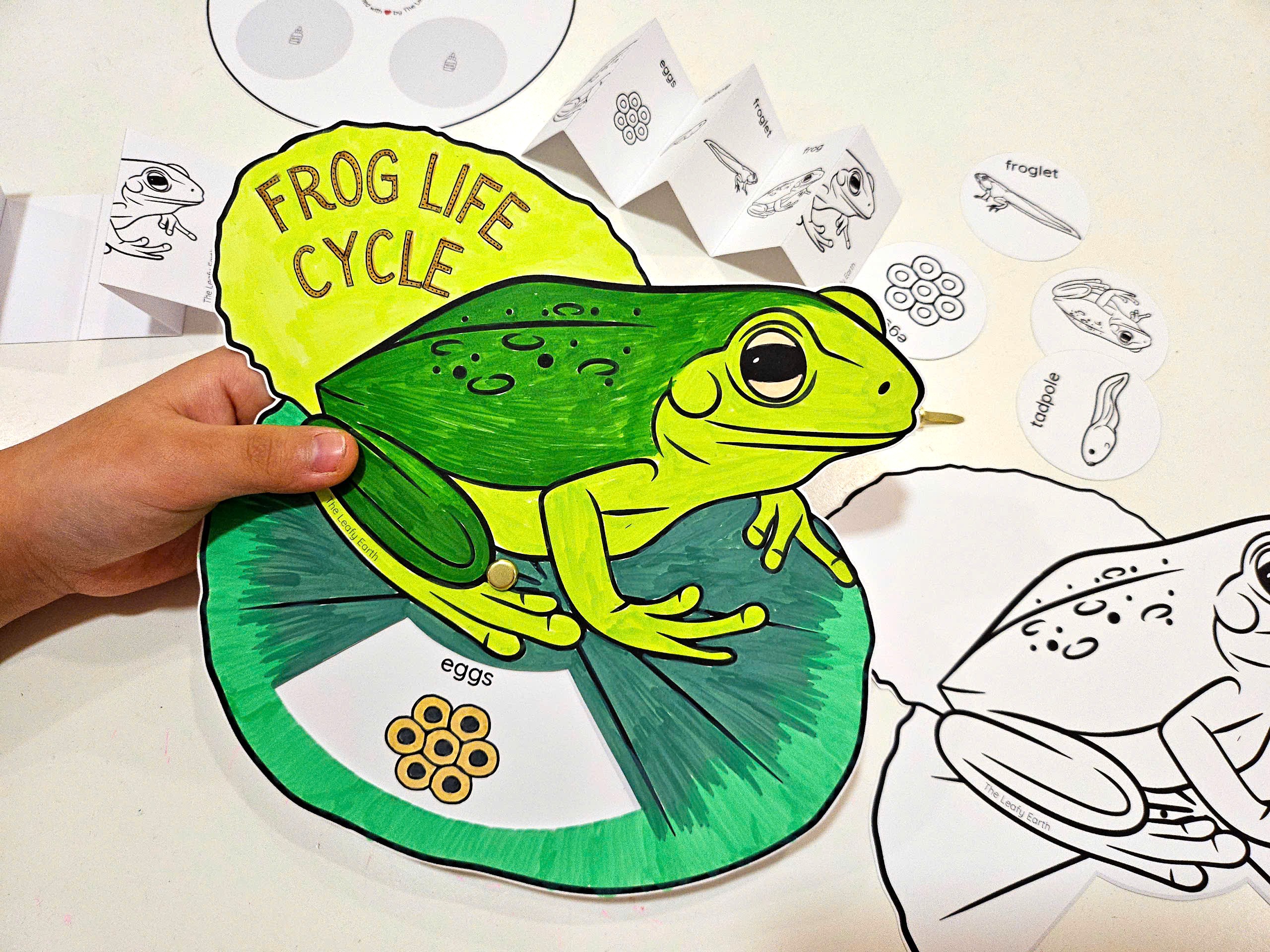 Frog Life Cycle Coloring Activity, Wheel and Foldable - Payhip
