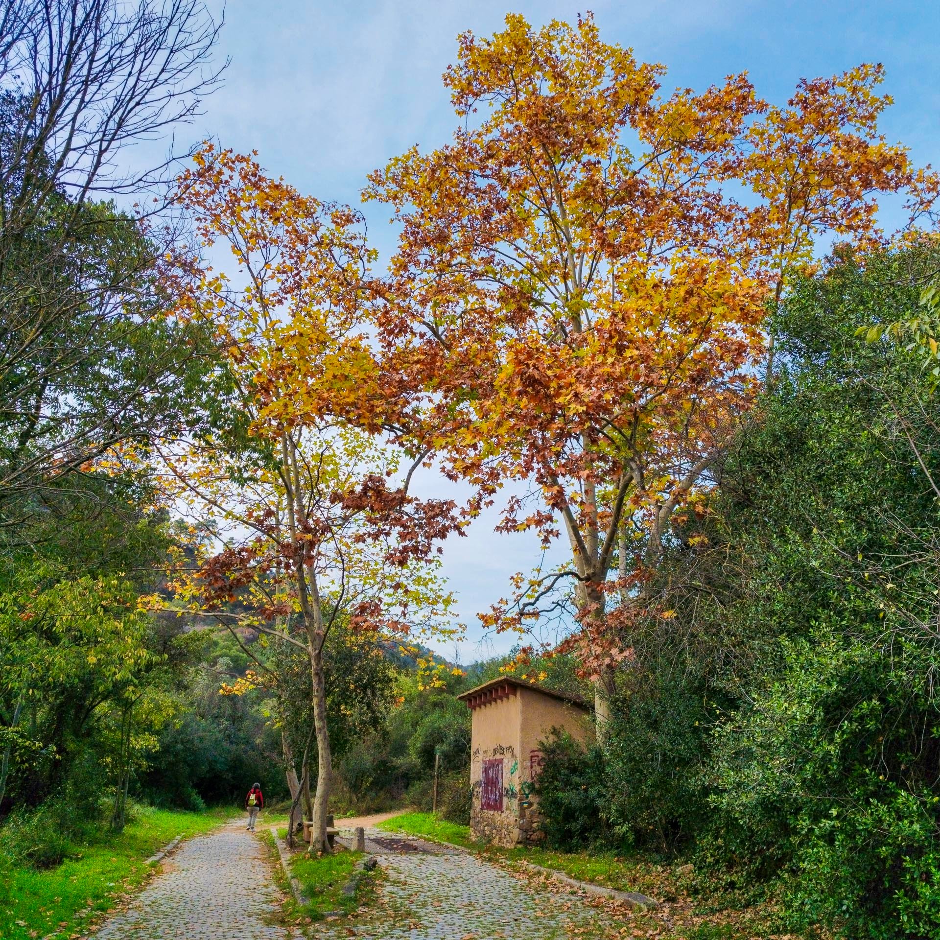 AUTUMN PATHS 20241116164944RT1PUB - Payhip