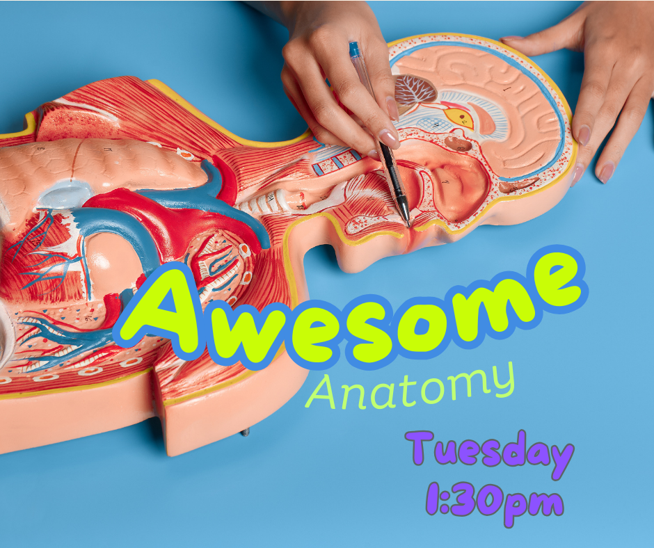 Awesome Anatomy Session 5 - Payhip