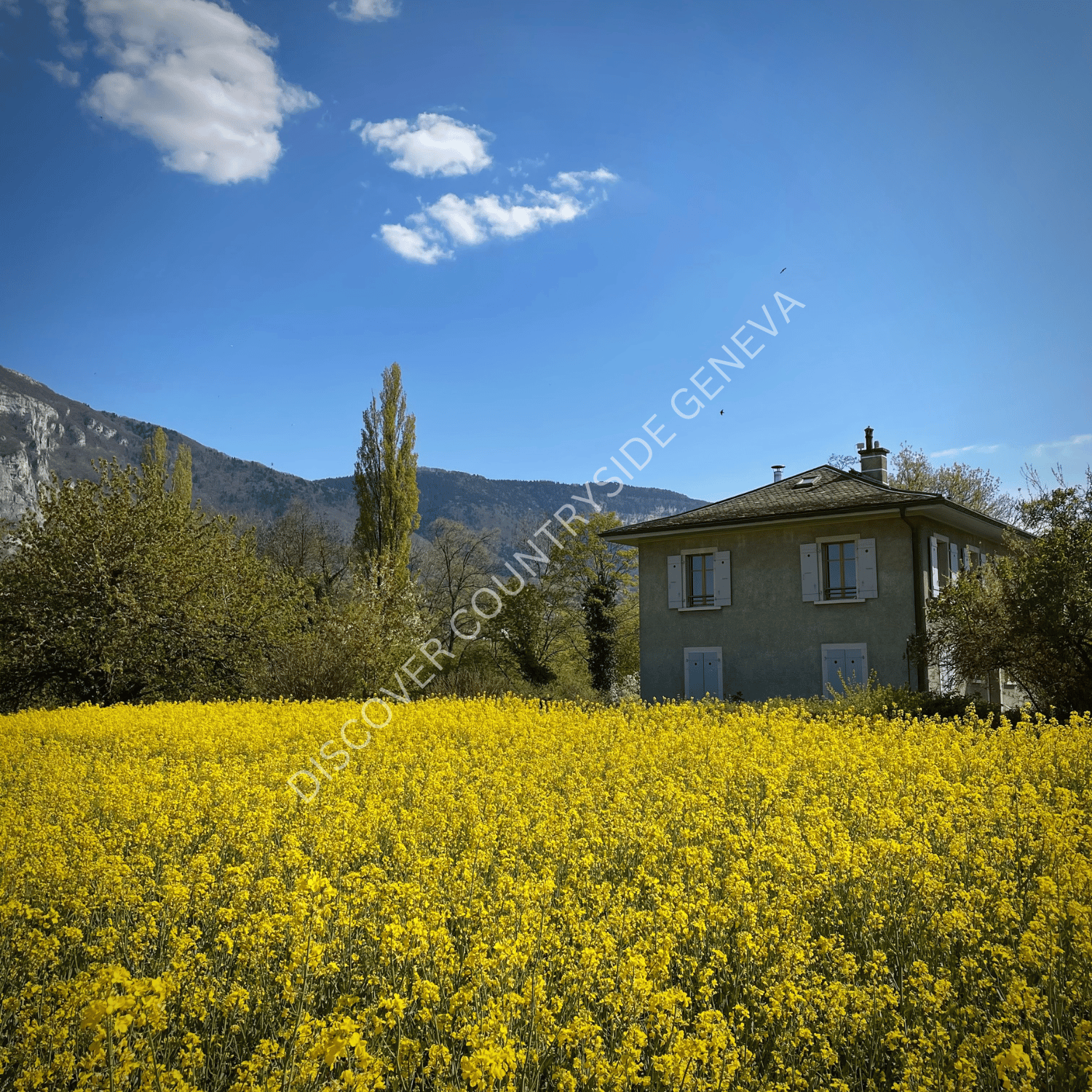 Evordes Troinex Spring Countryside Colza Rapeseed Flowers Field - Payhip