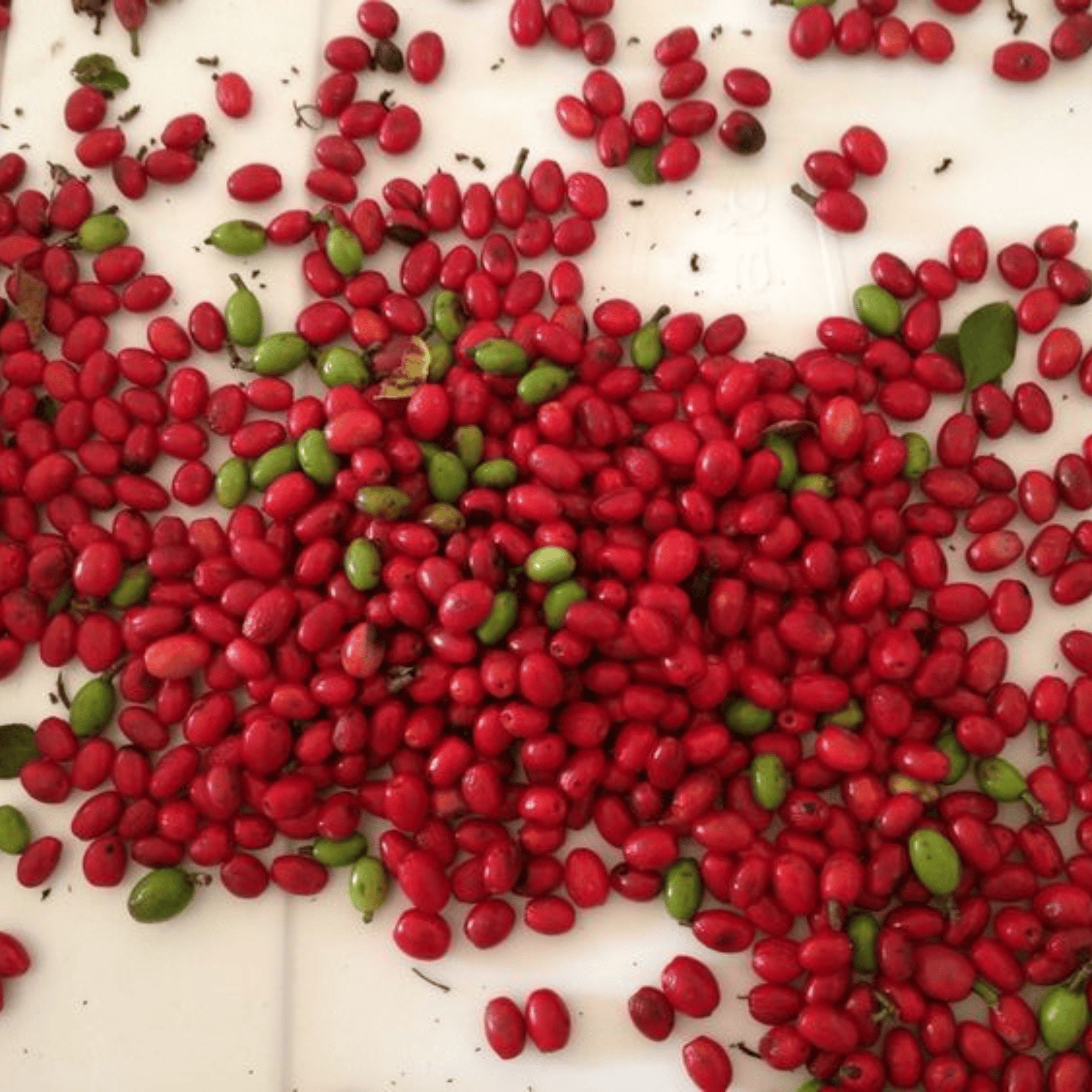 Coca Seeds Tropical & Organic High Germinations - Payhip