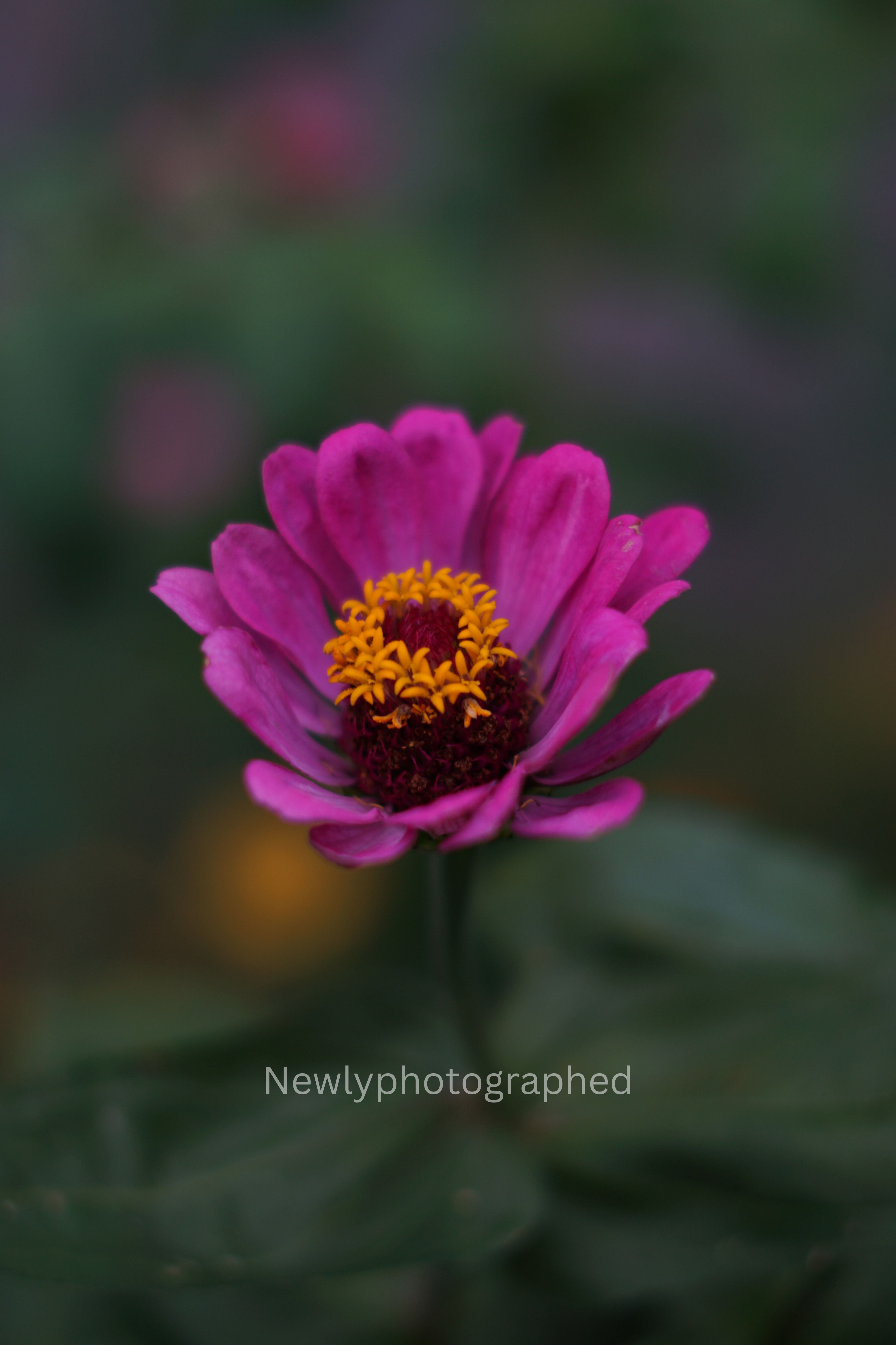 Floral Symphony - Payhip