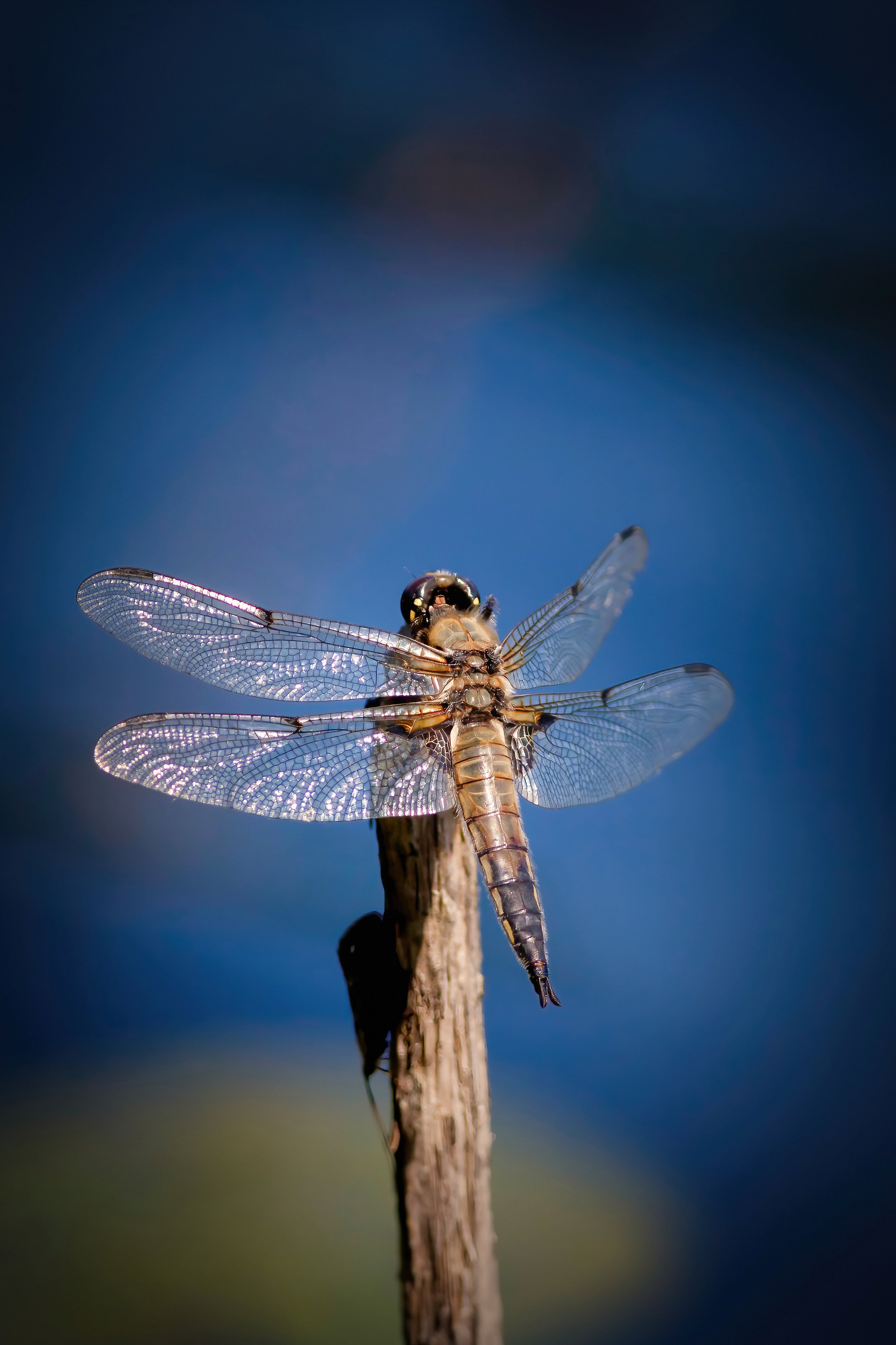 Dragonfly (Libellula quadrimaculata) waits for suitable prey - Payhip