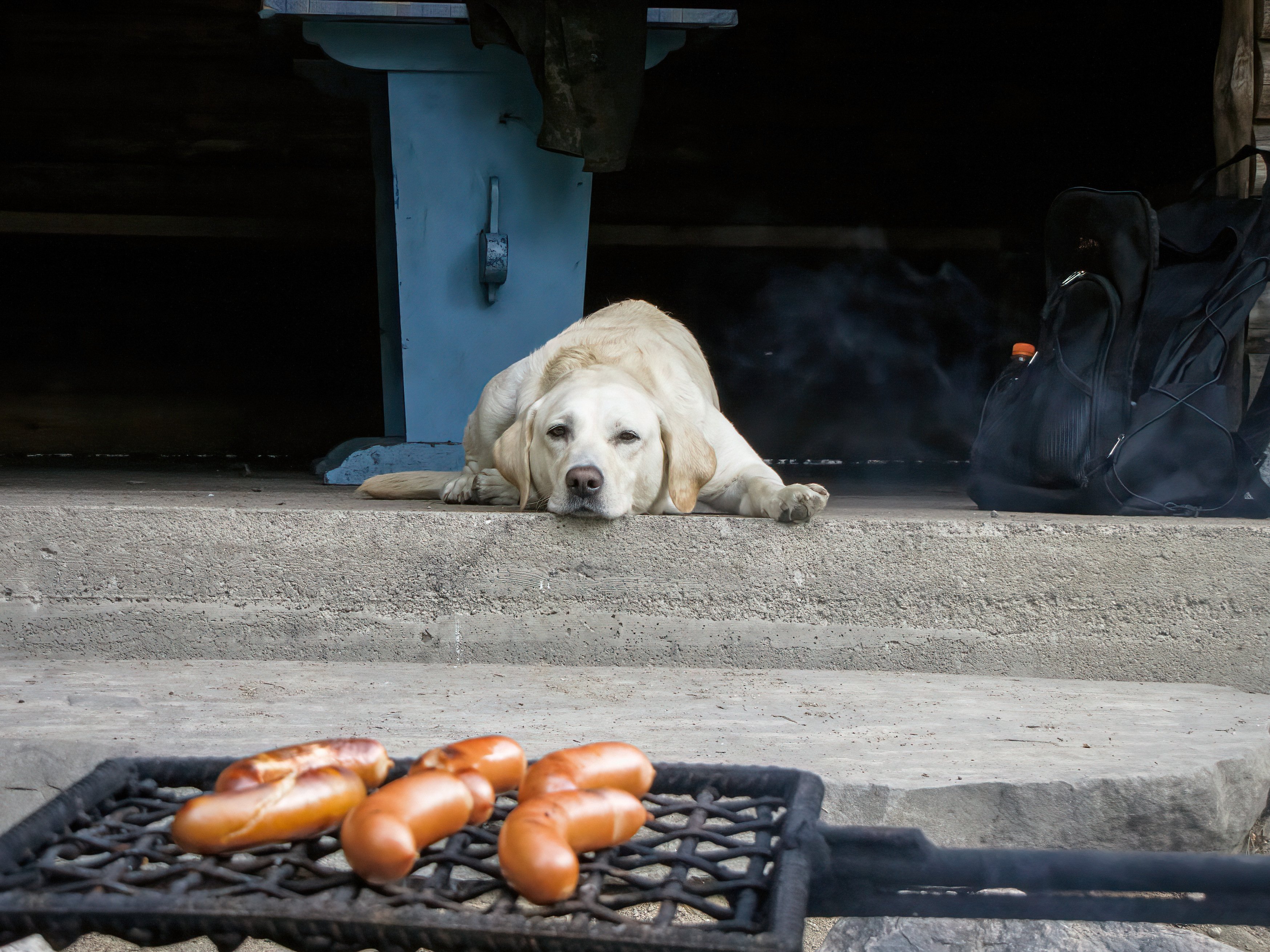 The always hungry labrador retriever wonders if the sausages aren't ...