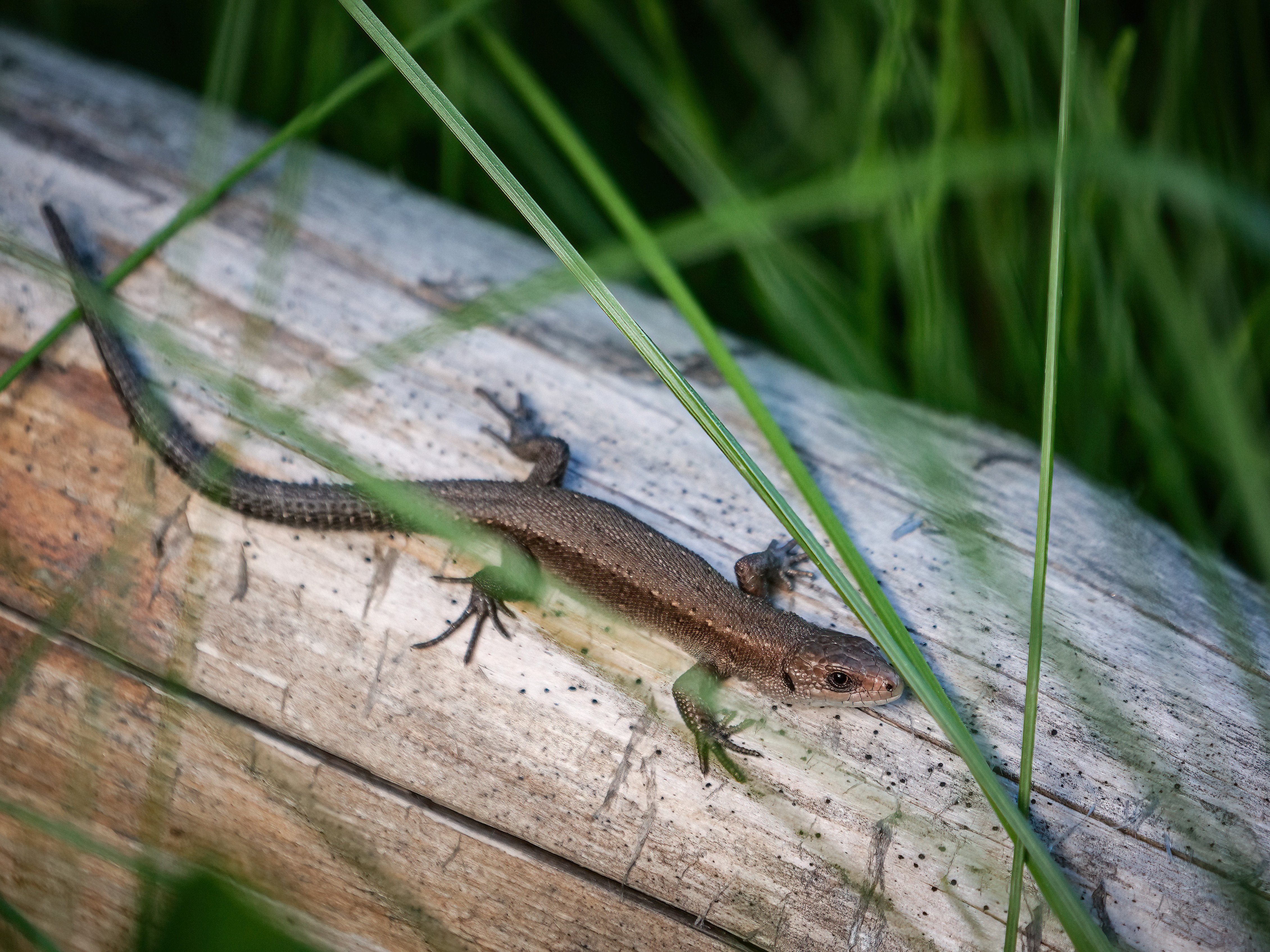 A common lizard (Zootoca vivipara) enjoys the sun on a tree - Payhip