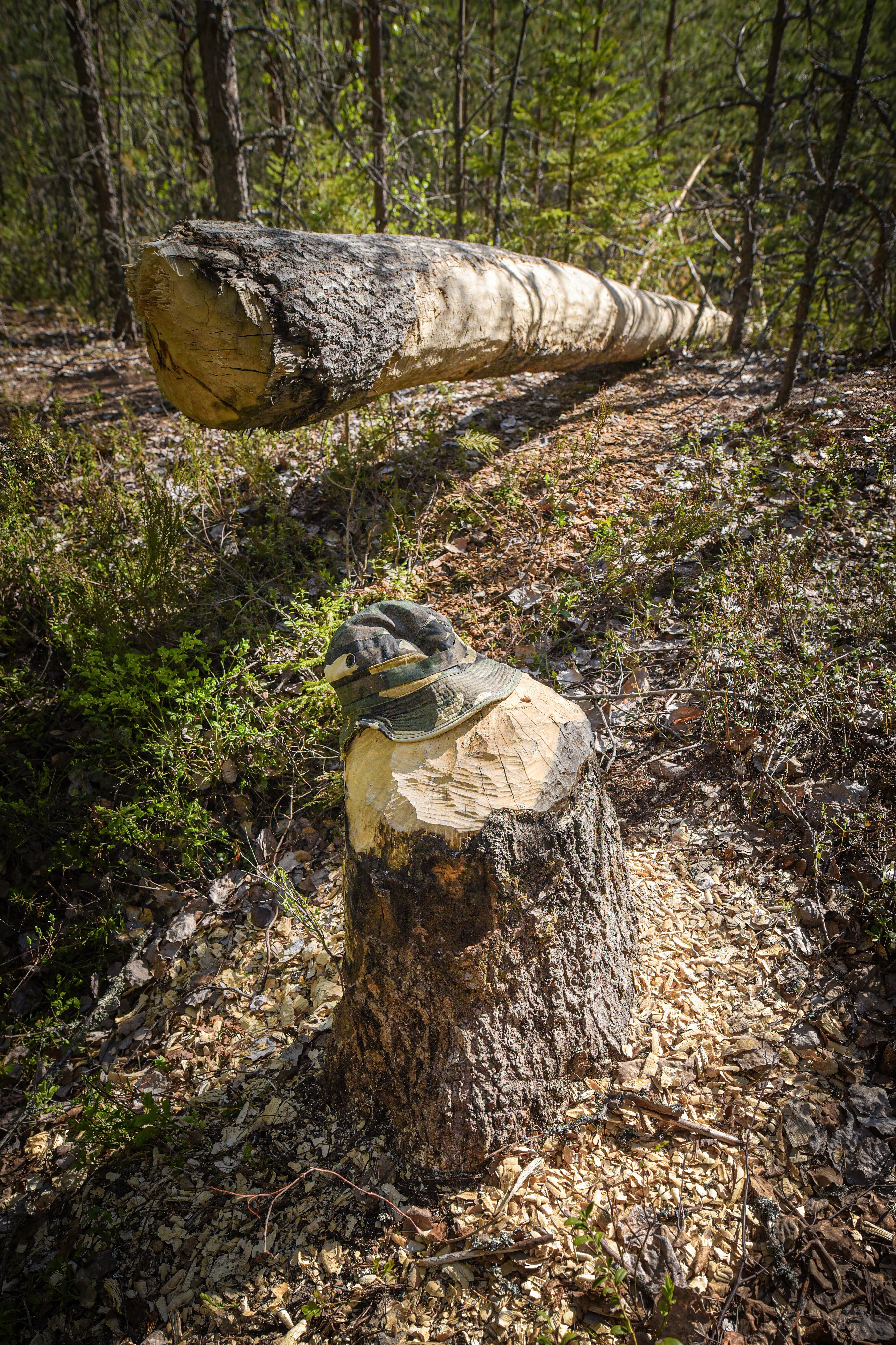 A beaver has cut down a big aspen tree - Payhip