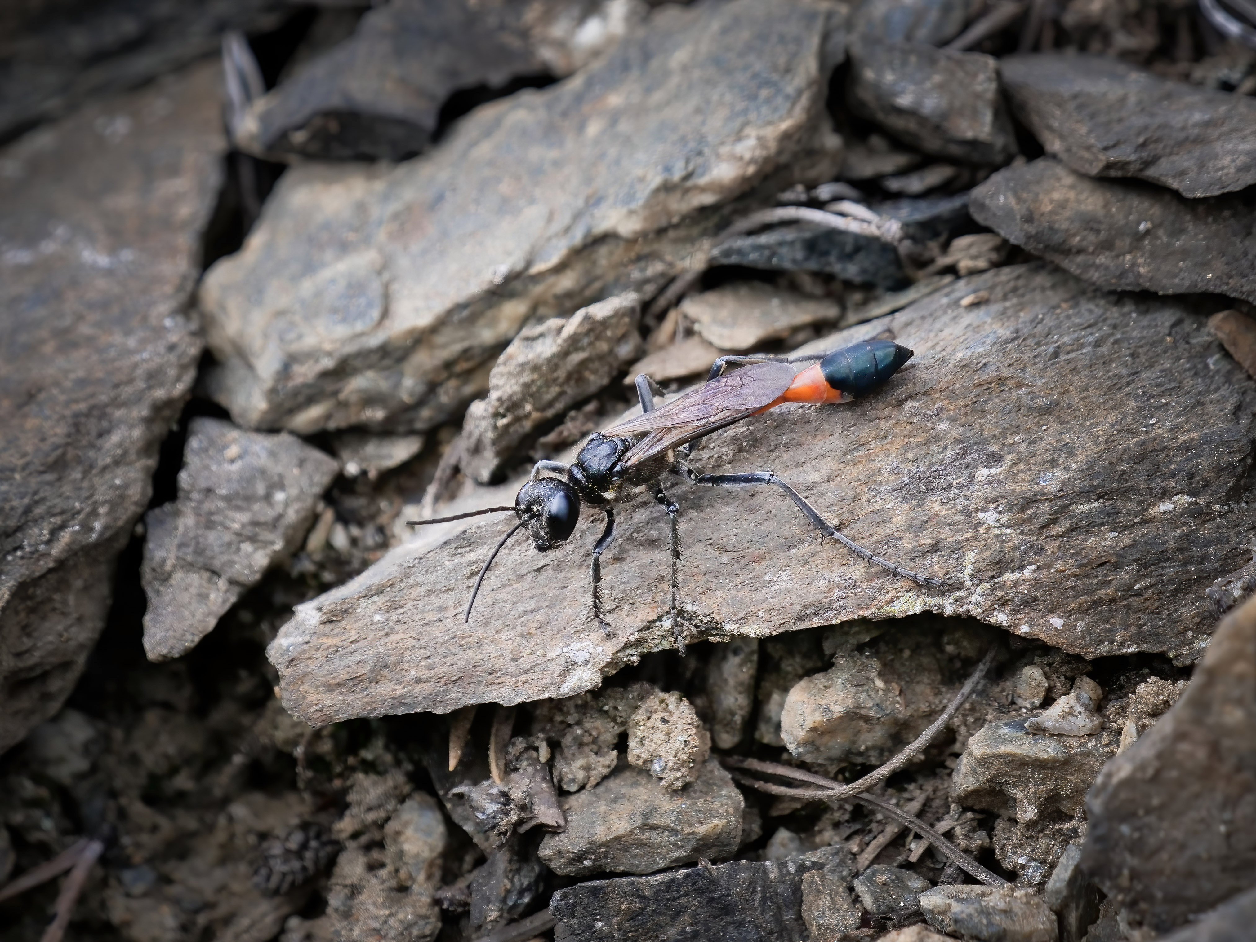 Red banded sand wasp. (Ammophila sabulosa) - Payhip