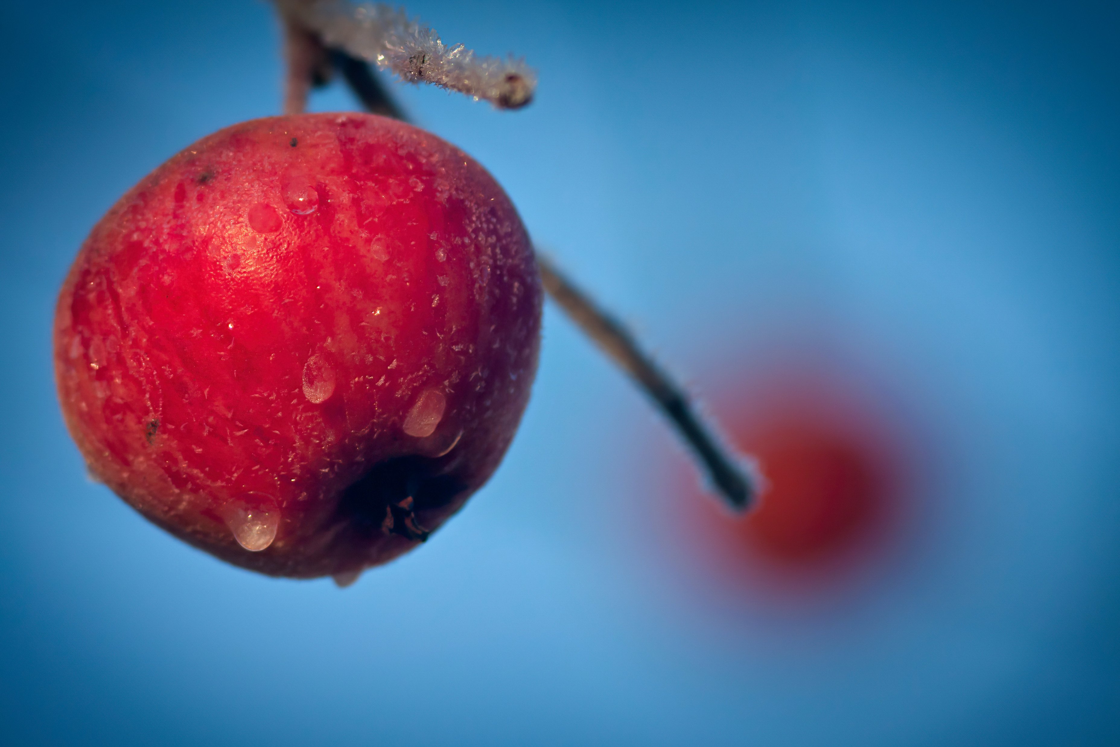 An icy apple still hangs on a tree. Winter has surprised the apple - Payhip