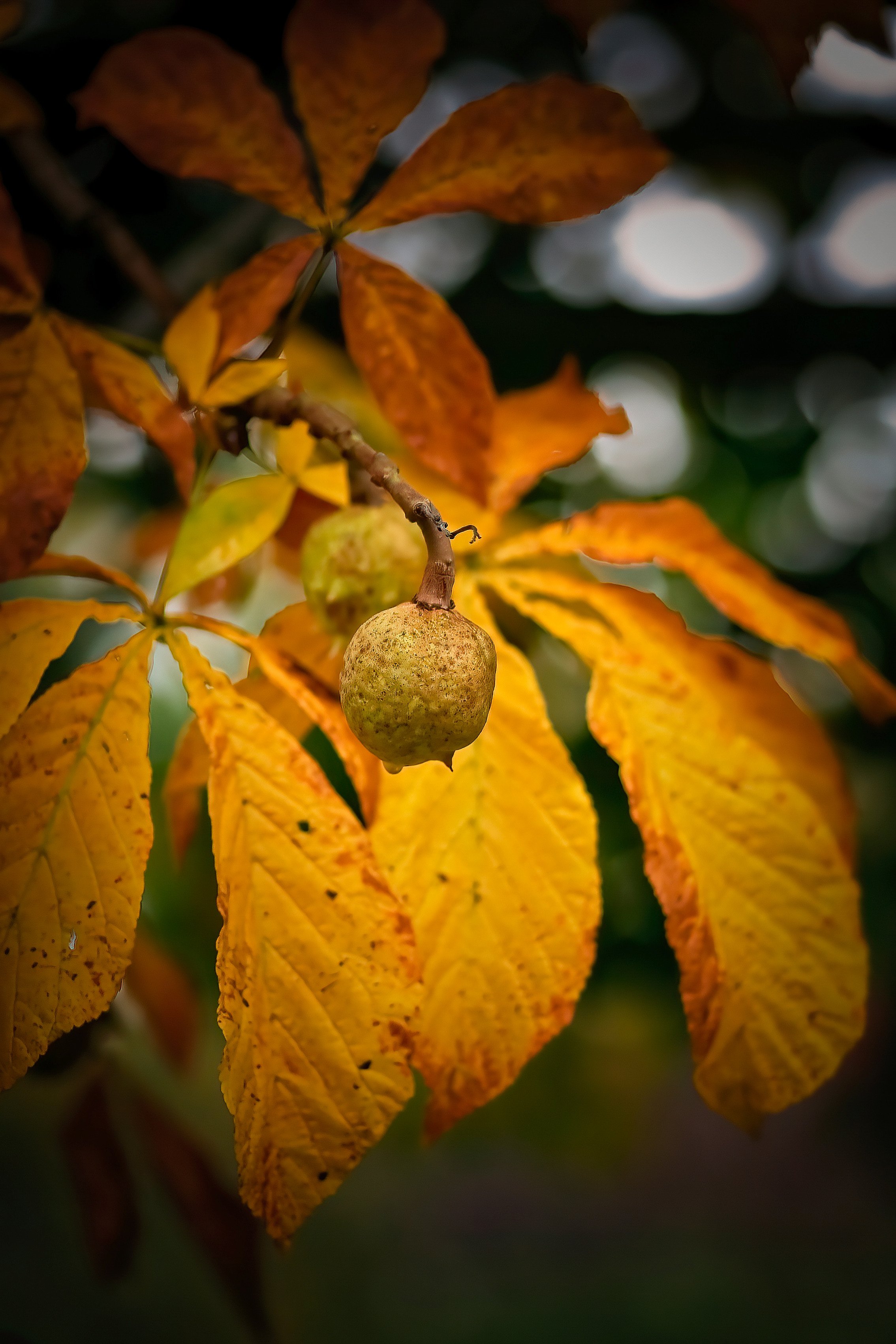 Horse chestnut is beautiful in fall colors. The chestnut is hidden ...