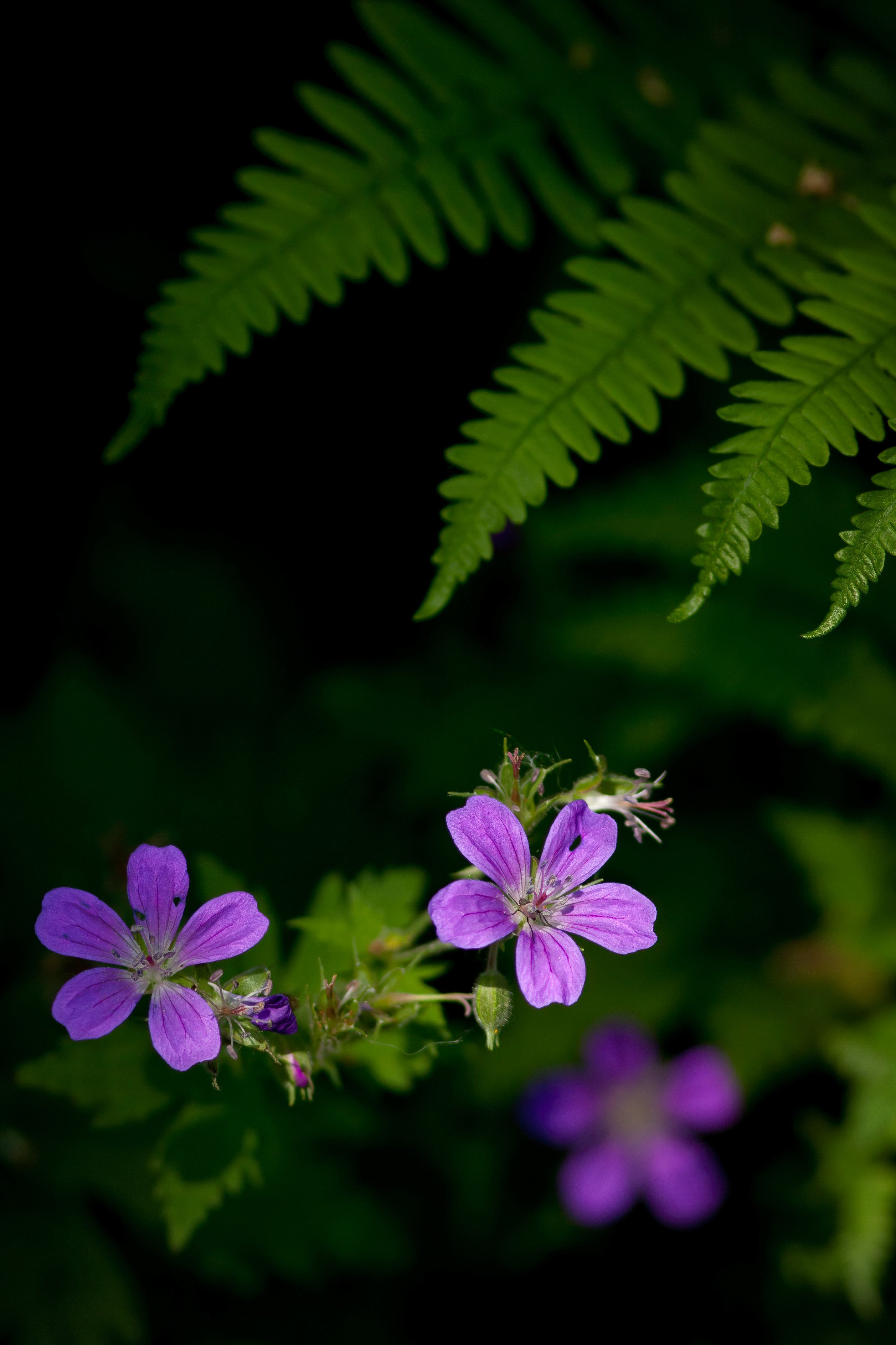 The Wood Cranesbill (Geranium sylvaticum) shines in purple colors. - Payhip