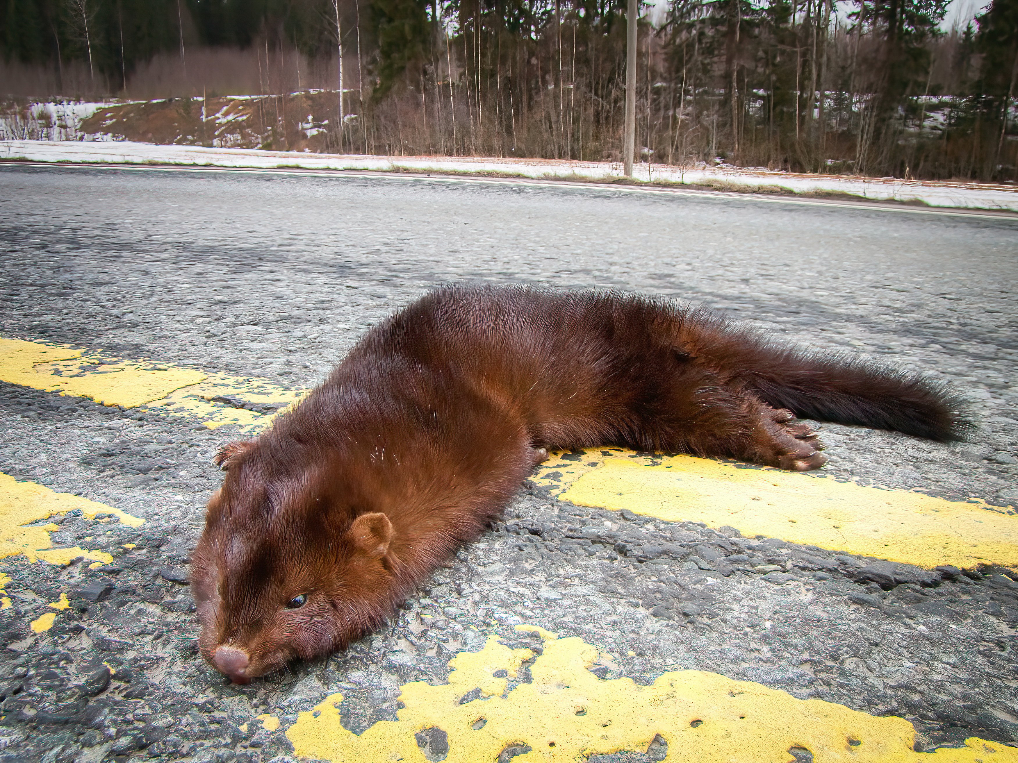 The road kills. Mink (Neovison vison) killed by traffic. - Payhip
