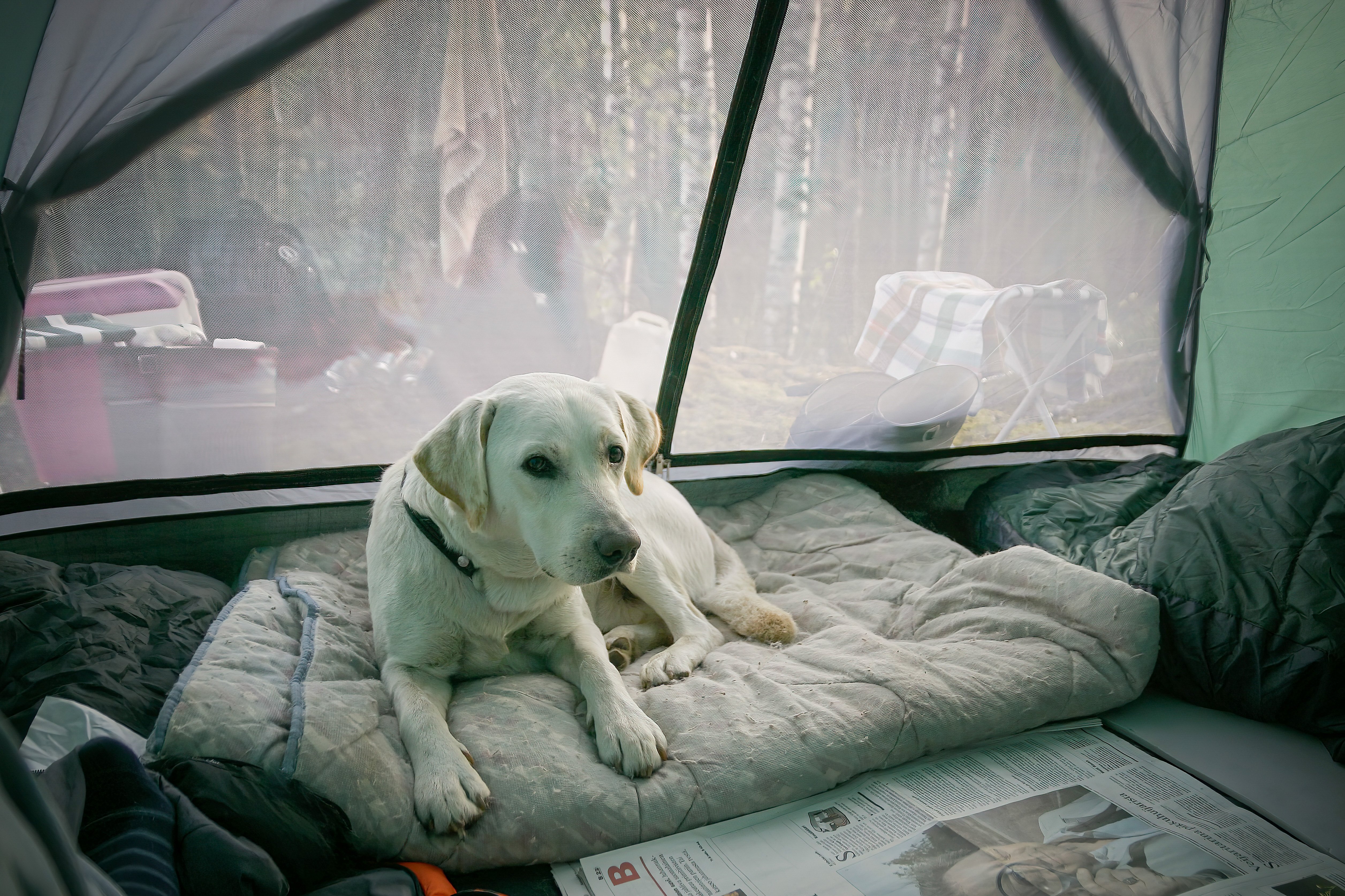 A labrador dog is camping. The dog has its own place inside the tent ...