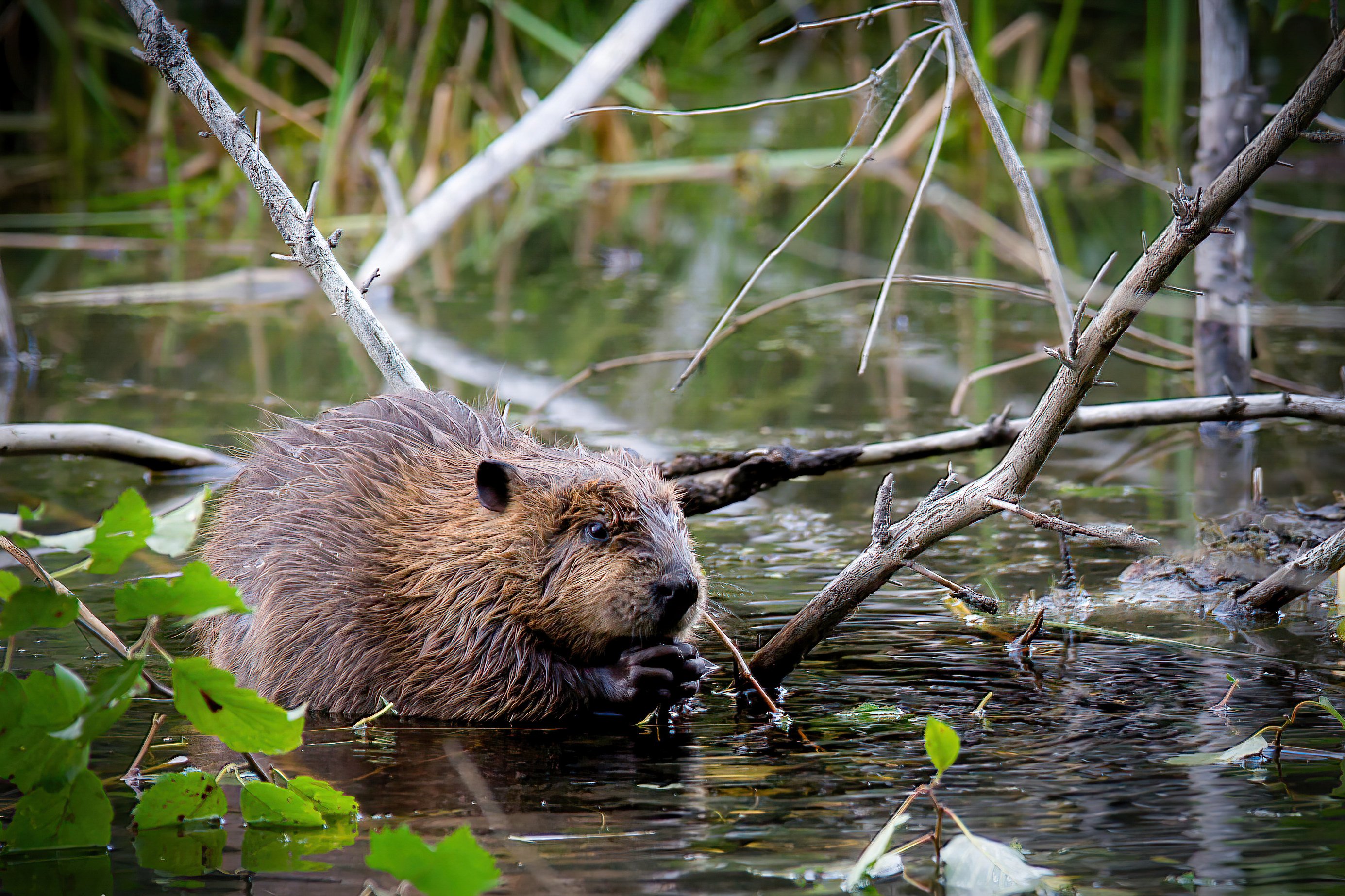 A young beaver eating at its home pond. - Payhip