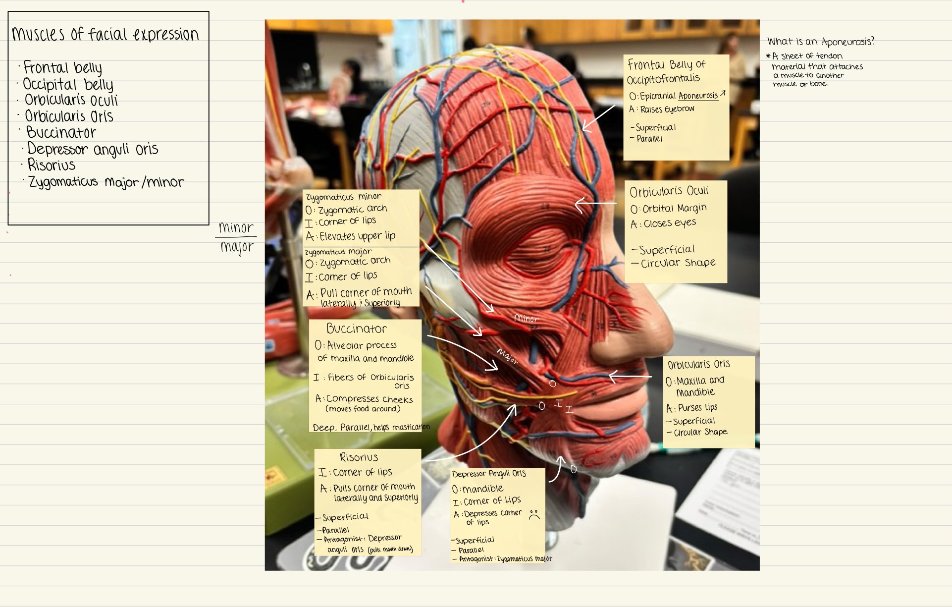 Muscle Models Labeled - Human Anatomy Lab PDF - Payhip