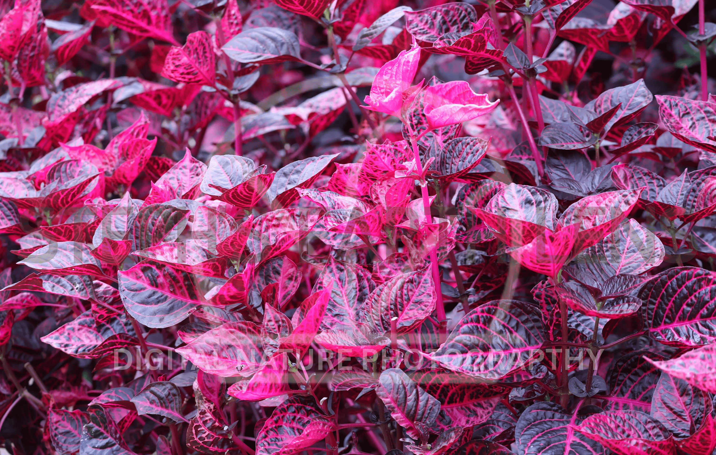 Bloodleaf Brilliance - Payhip