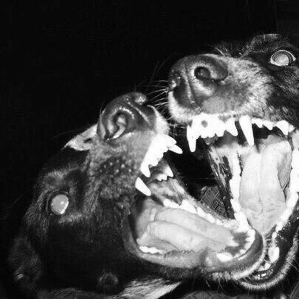 hypersexual - Assets - Payhip