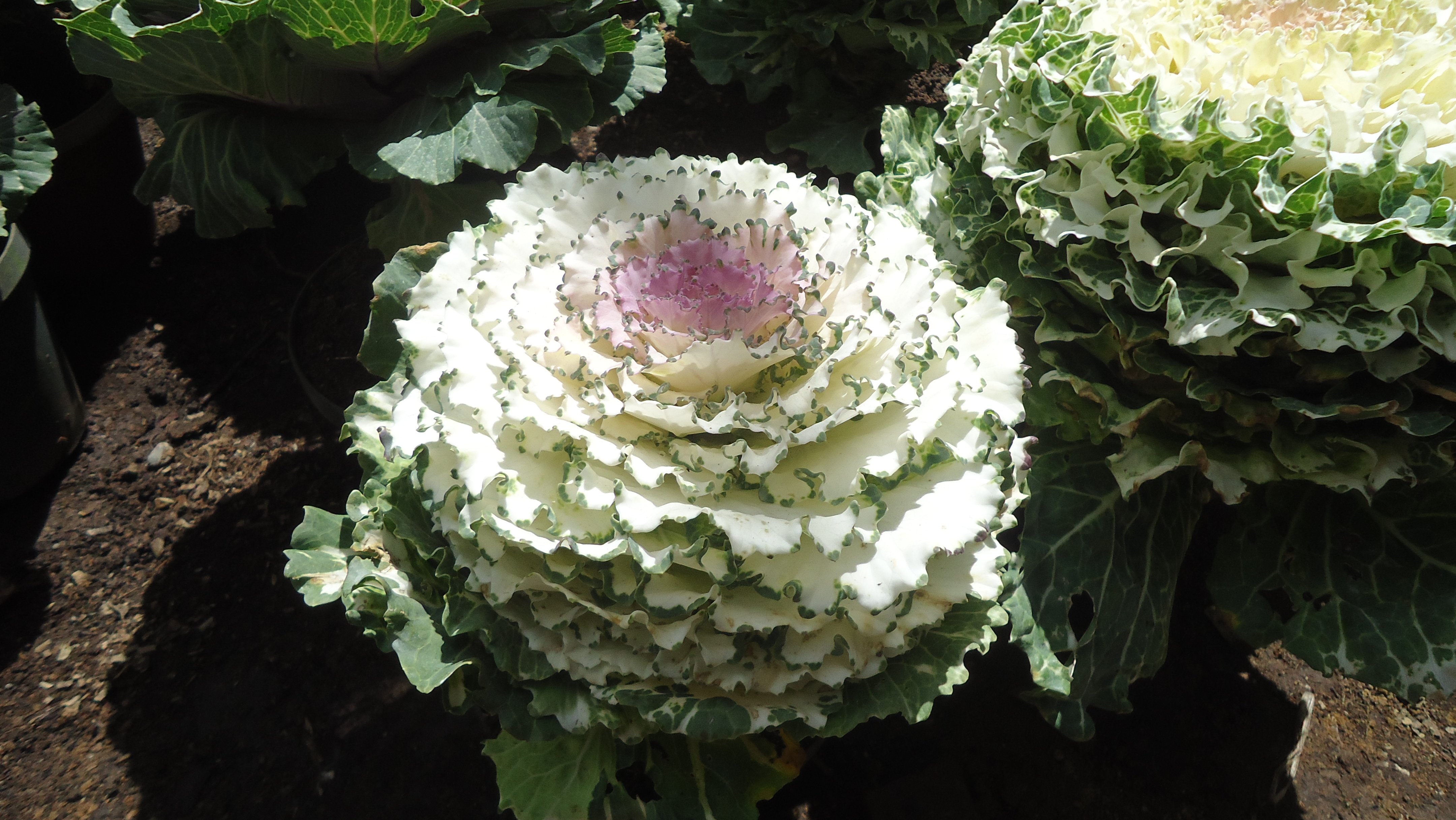 Cabbage Cactus - Payhip