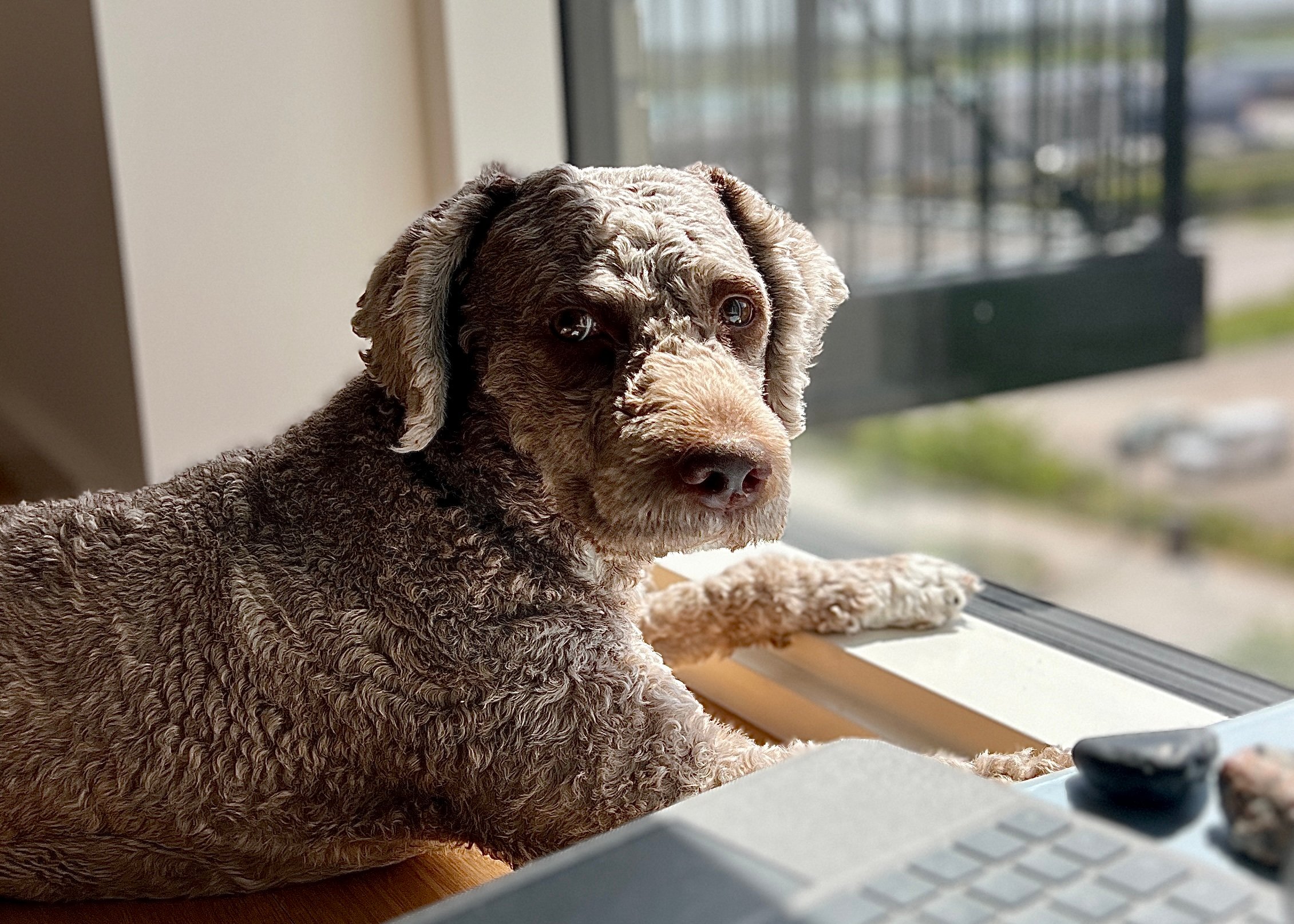 Some things your dog will never tell you - Payhip