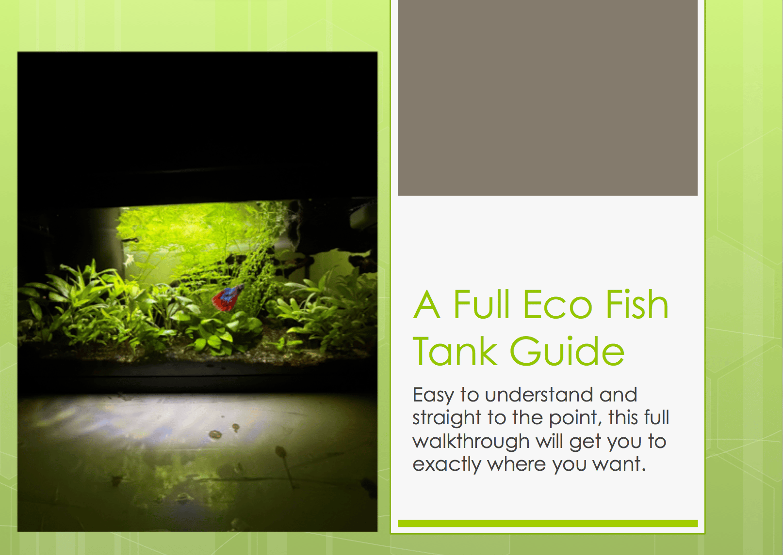 Eco Guide: Setting up and understanding. Create a healthy thriving fish ...