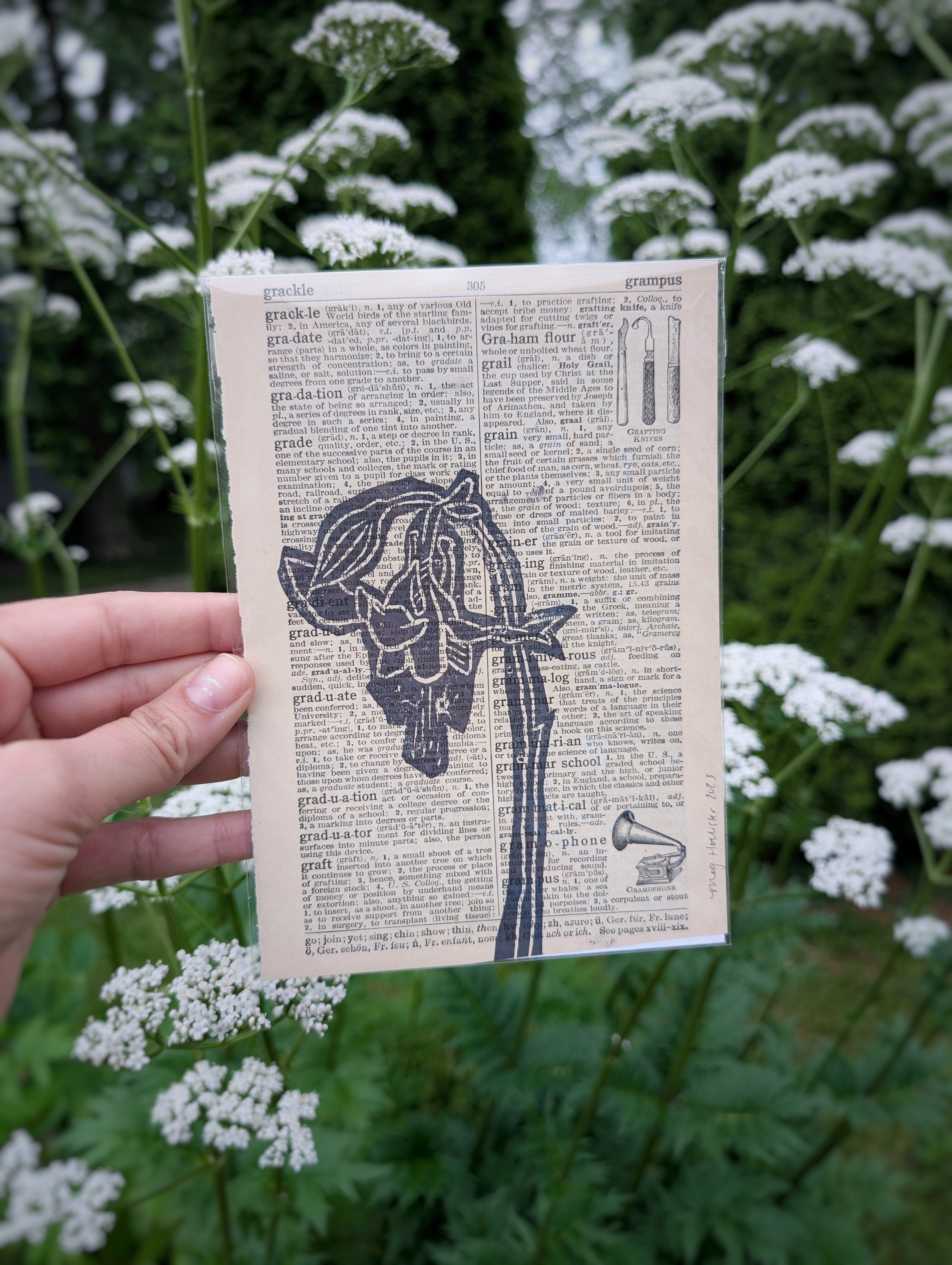 Columbine 5x7 Inch Print - Payhip