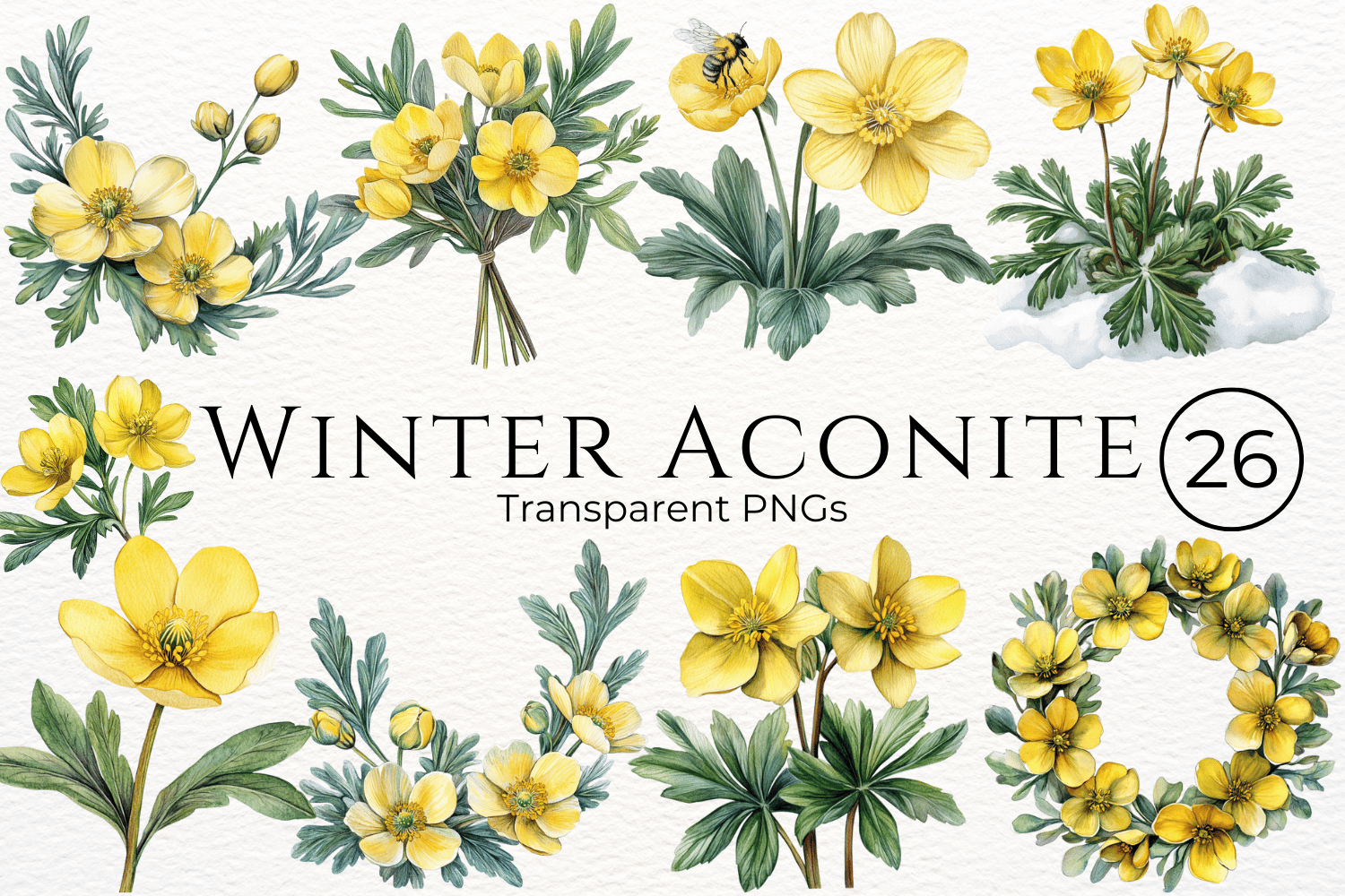 Winter Aconite Flower Watercolor Cliparts