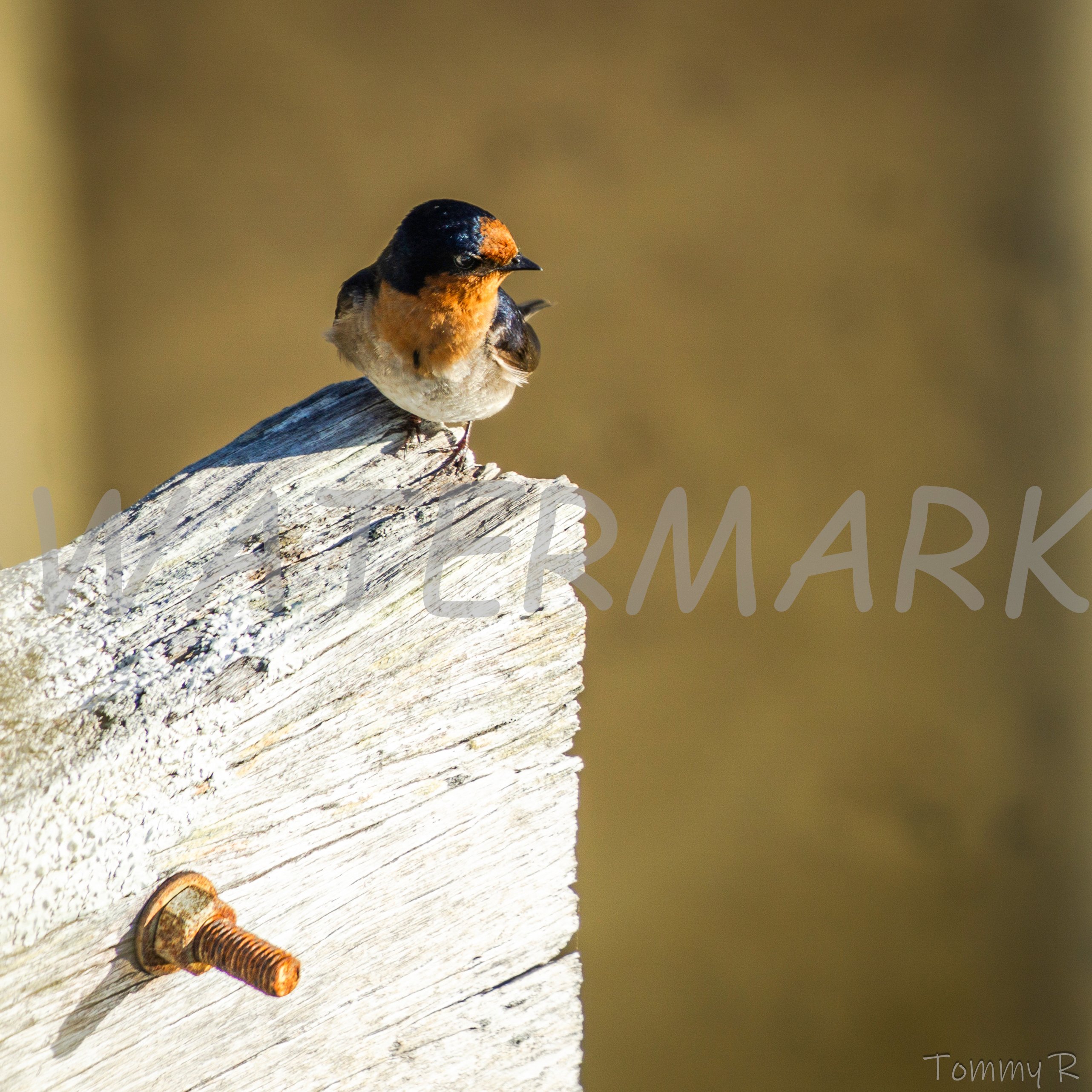 Welcome Swallow - Wings at Rest - Payhip