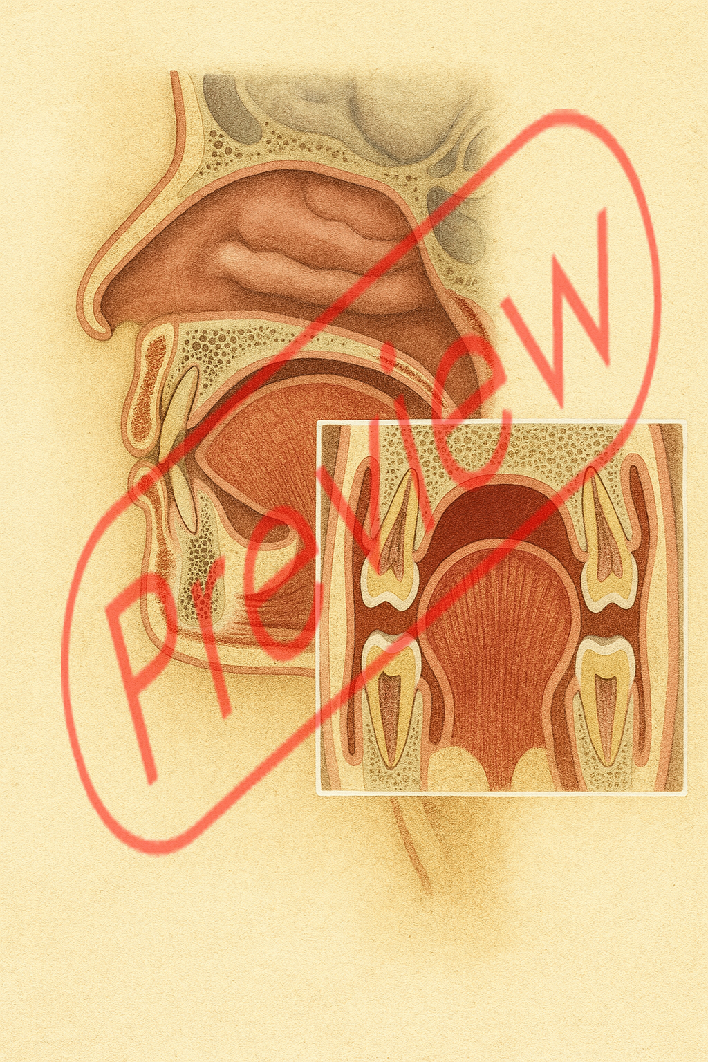 Dental Figure 21314 TMJ - Payhip