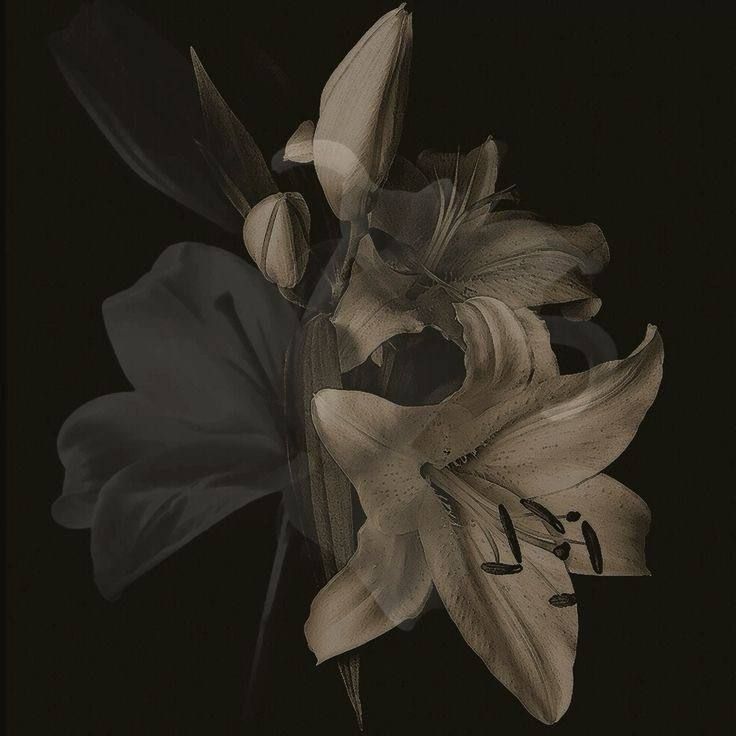 dwaltonsj shop - Payhip