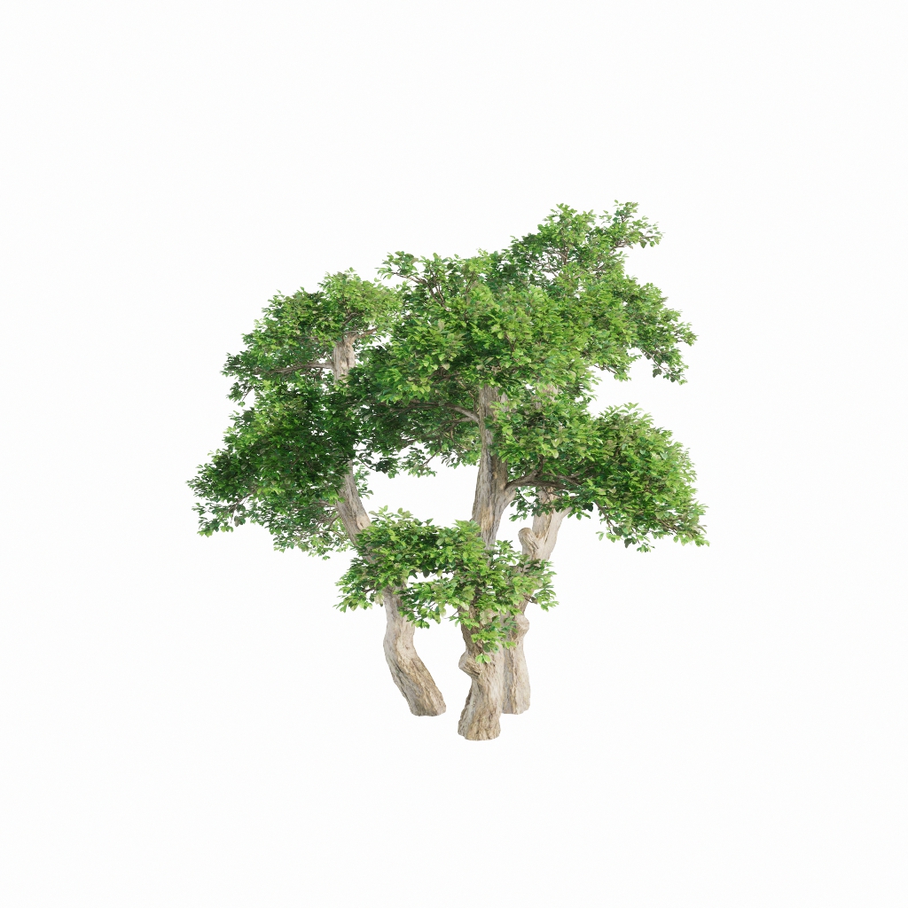 Loropetalum green - Payhip