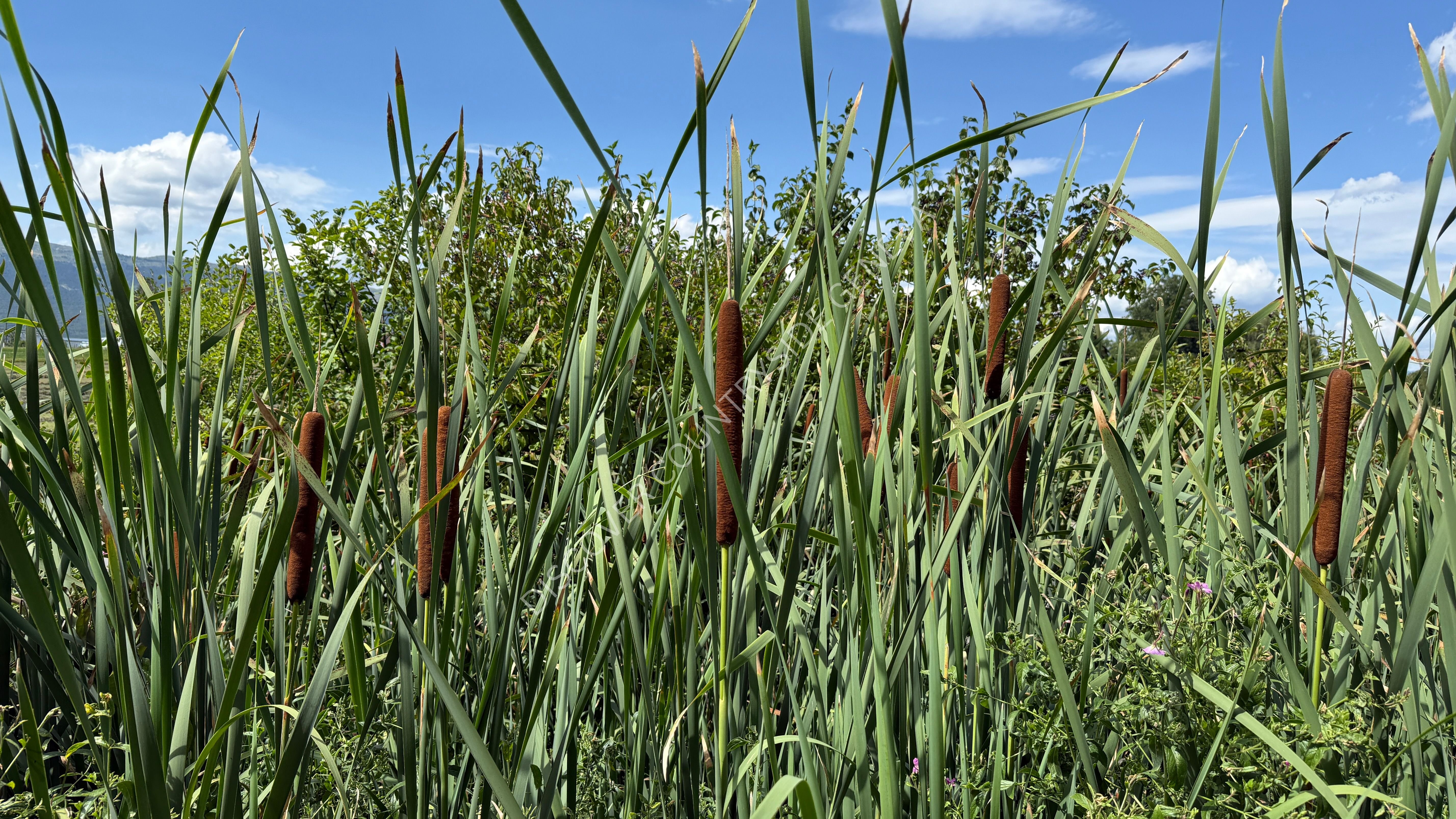 Aquatic Plants Nant d'Avril Stream Satigny