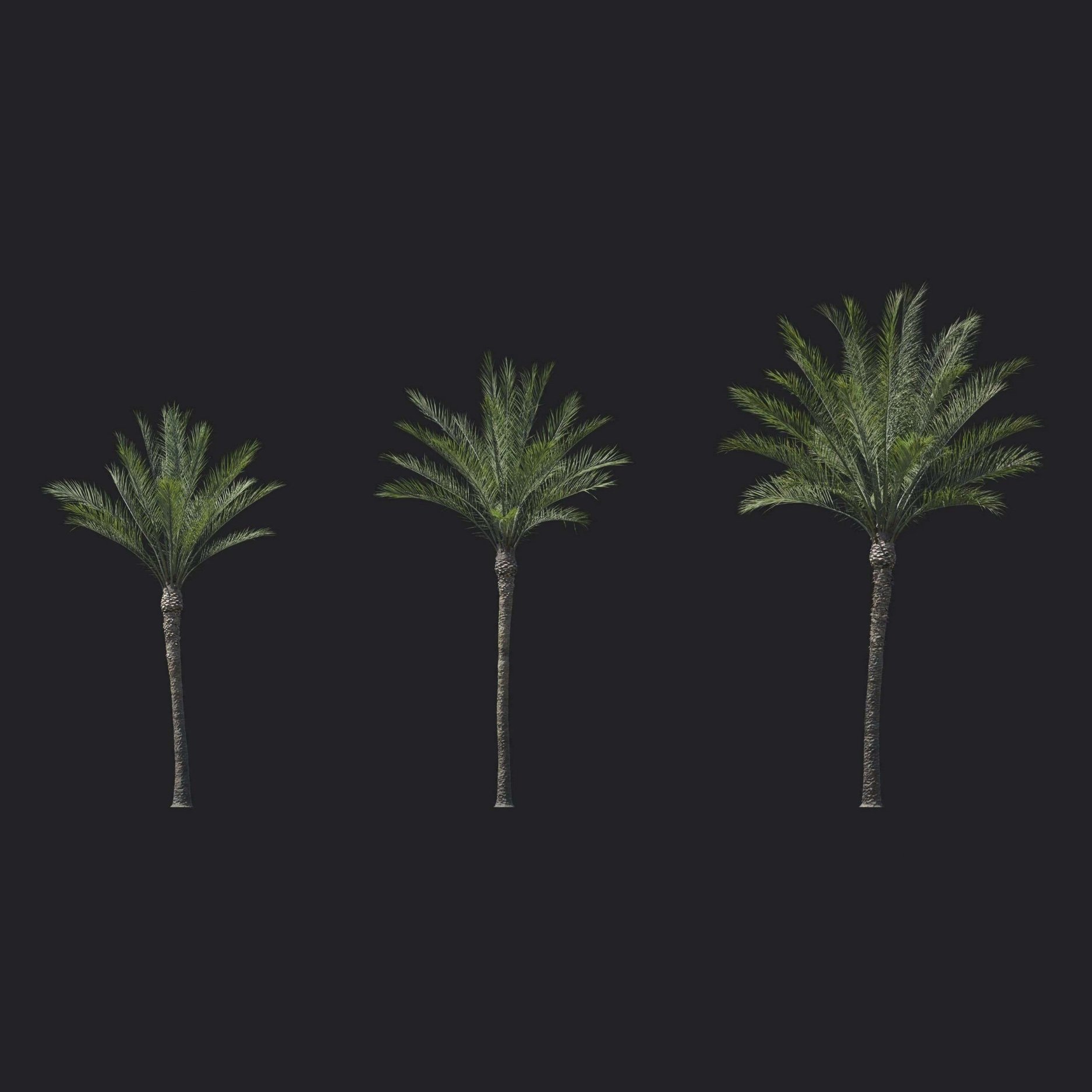 Phoenix palms - Payhip