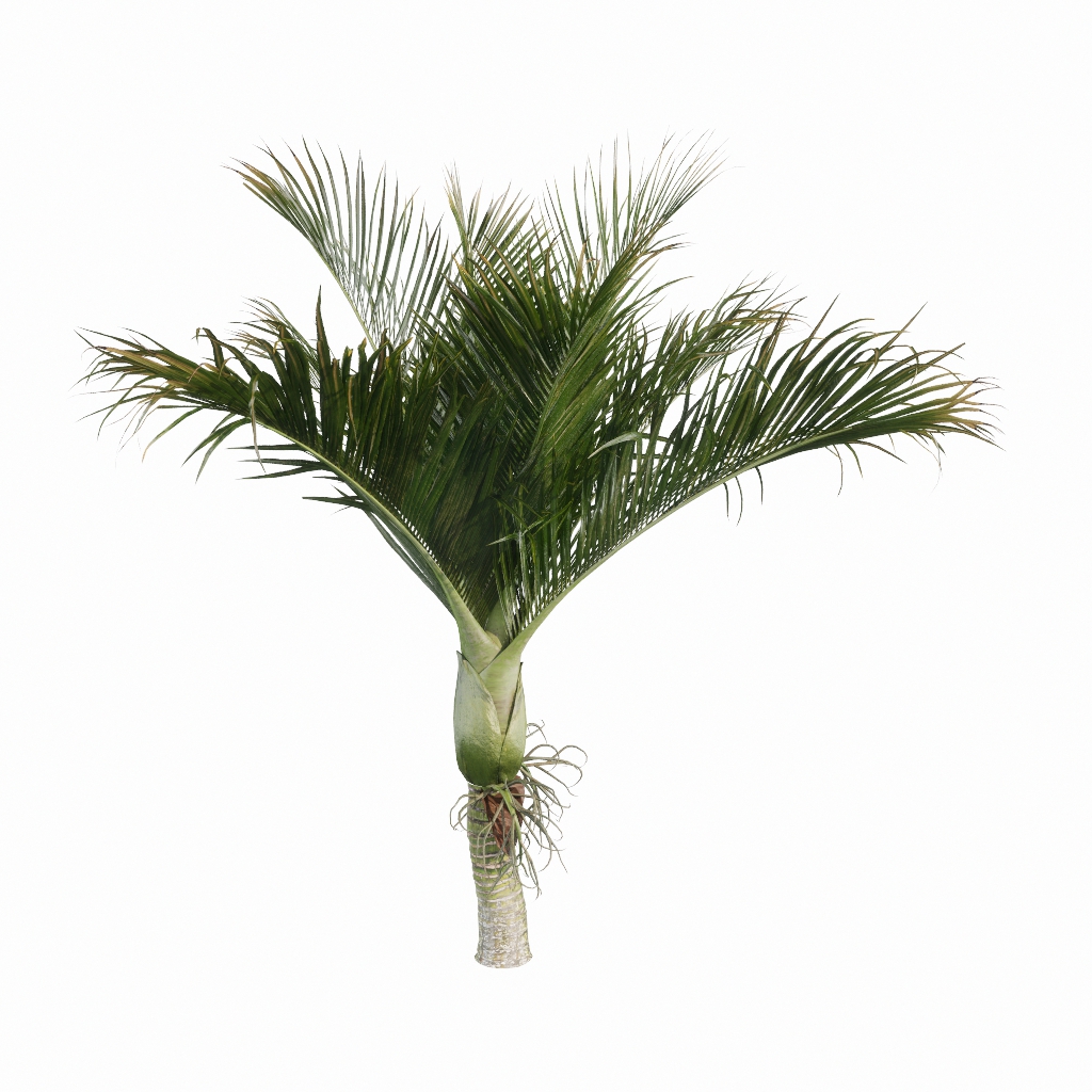 Nikau palm - Payhip