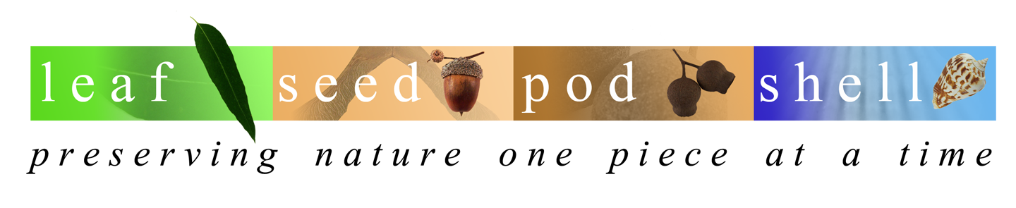 Leaf Seed Pod Shell
