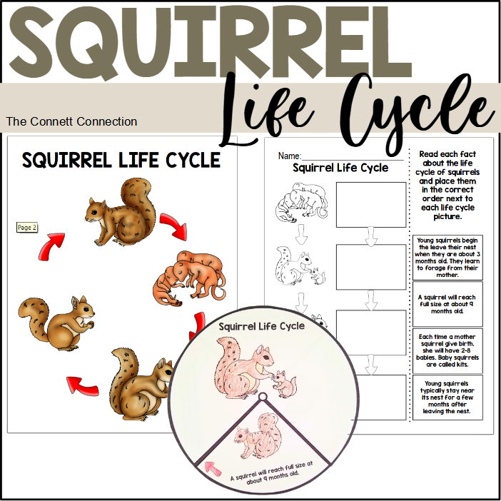 Squirrel Life Cycle and Labeling Activities