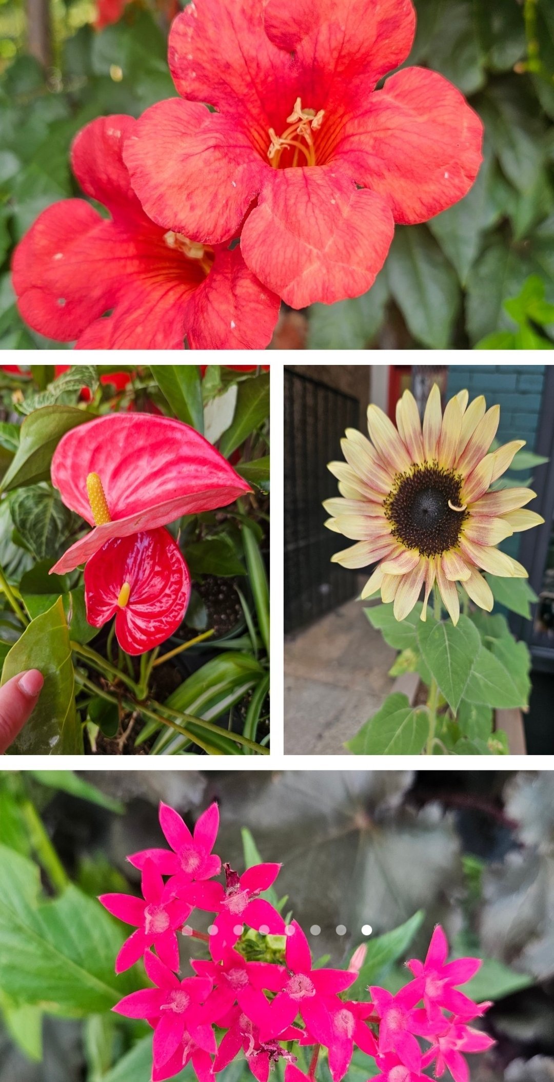 Cool flowers, Brooklyn NY - Payhip