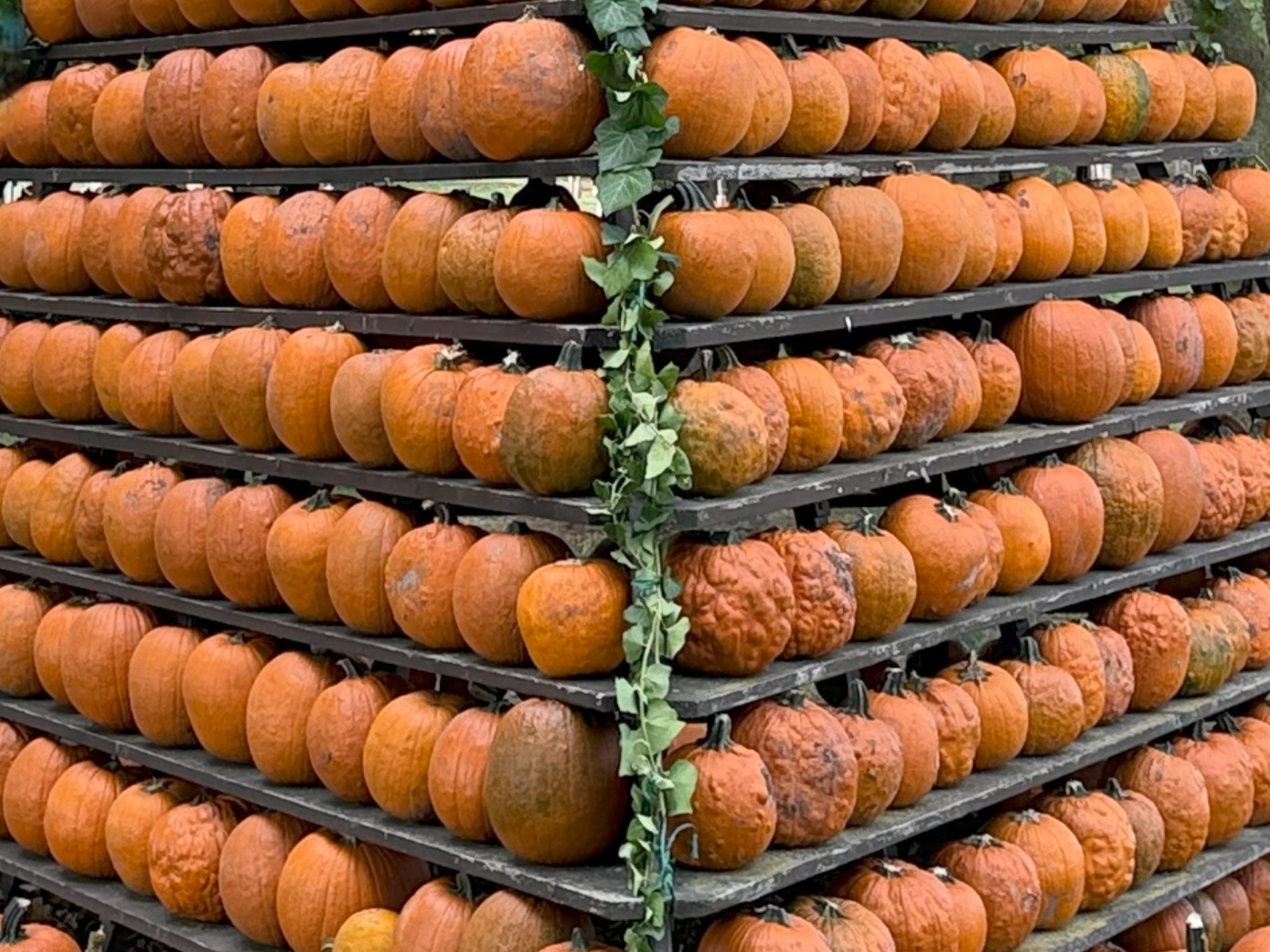 Pumpkin pyramid built outdoors in autumn - Payhip
