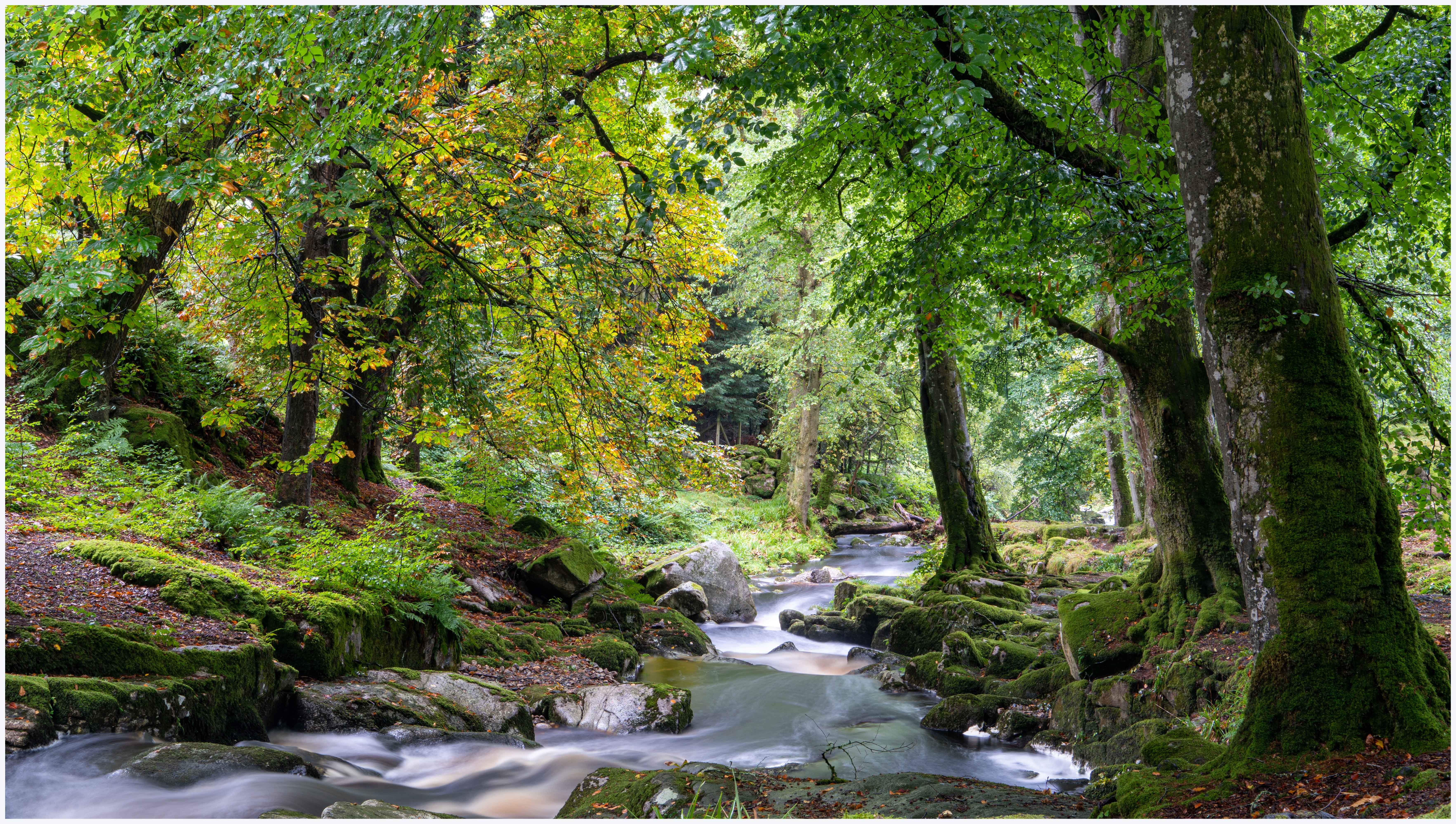 Calm River in Forest – Wicklow Ireland Nature Photo – Digital Download ...