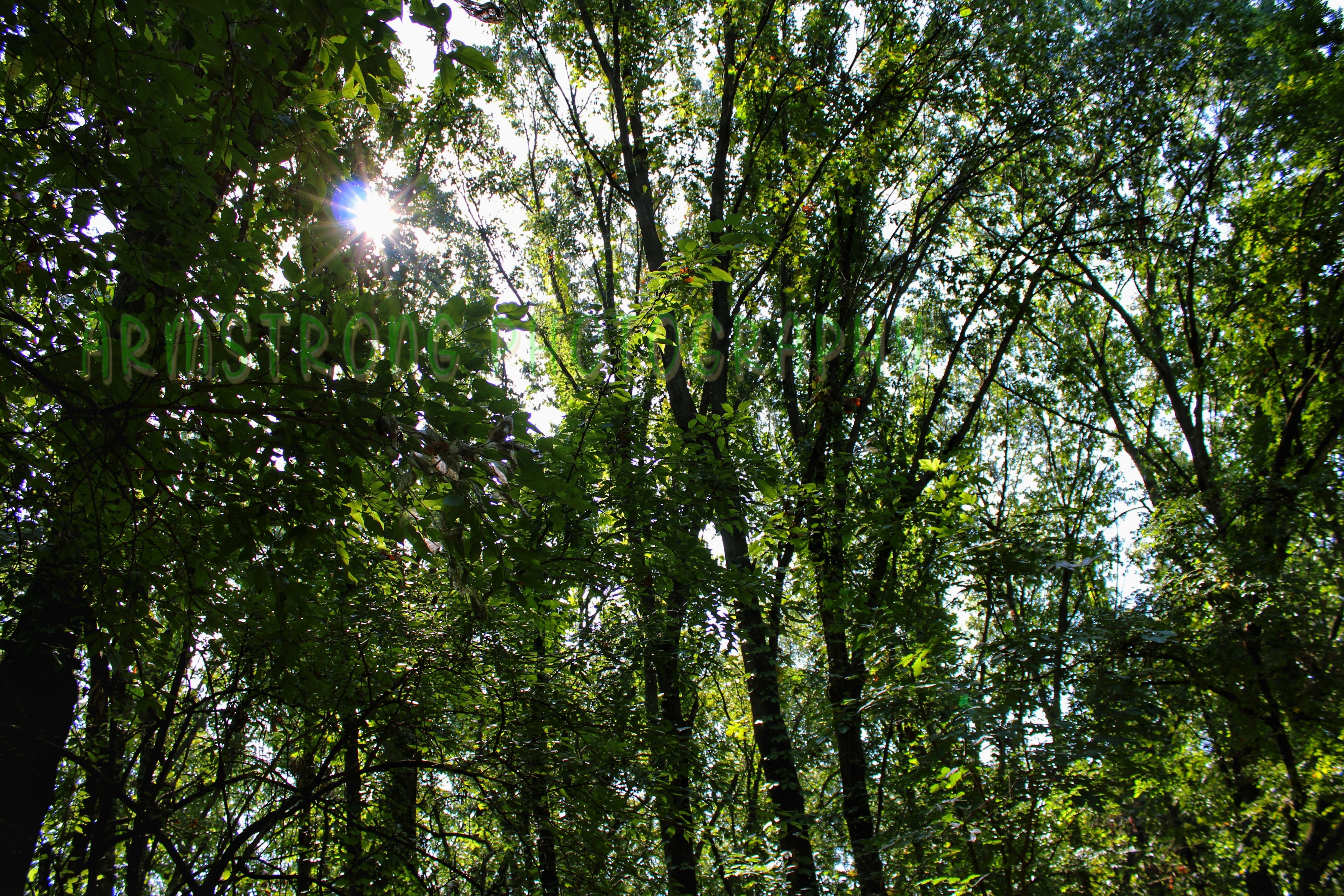 Trees in Harral Park - Payhip