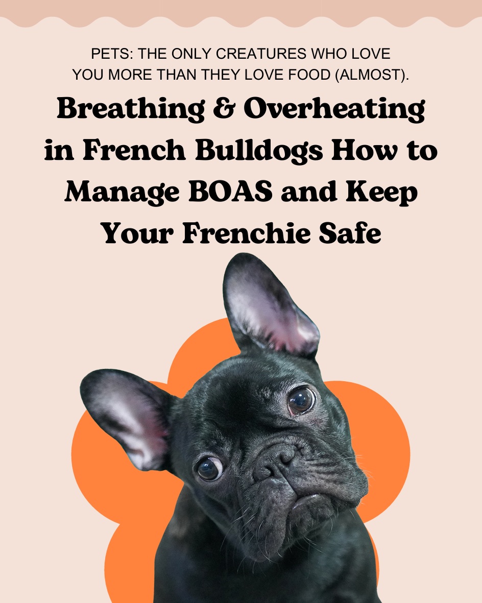Breathing & Overheatingin French Bulldogs - How to Manage BOAS and Keep ...