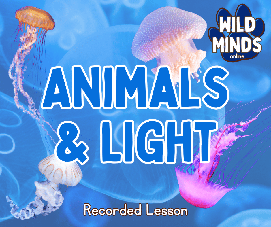 Animals and Light Recorded Lesson - Payhip