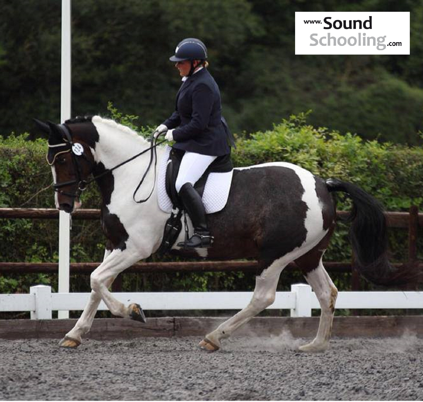 Introducing the Seat, Leg and Rein Aids - Payhip