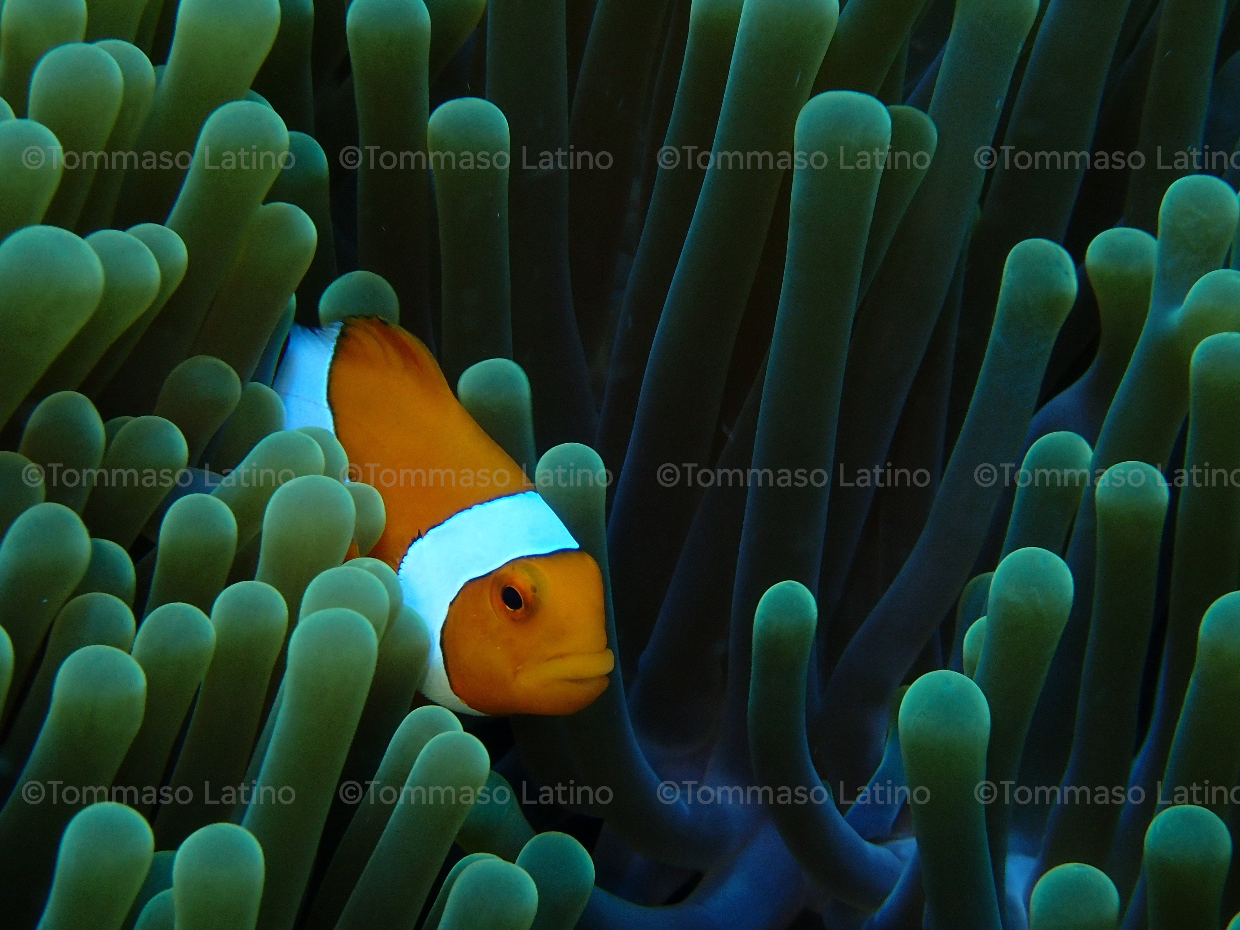 Personal use - Clownfish - Payhip
