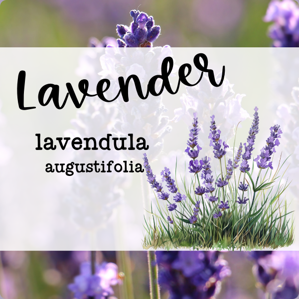 1/23/26 Exploring Lavender –All Ages - Payhip